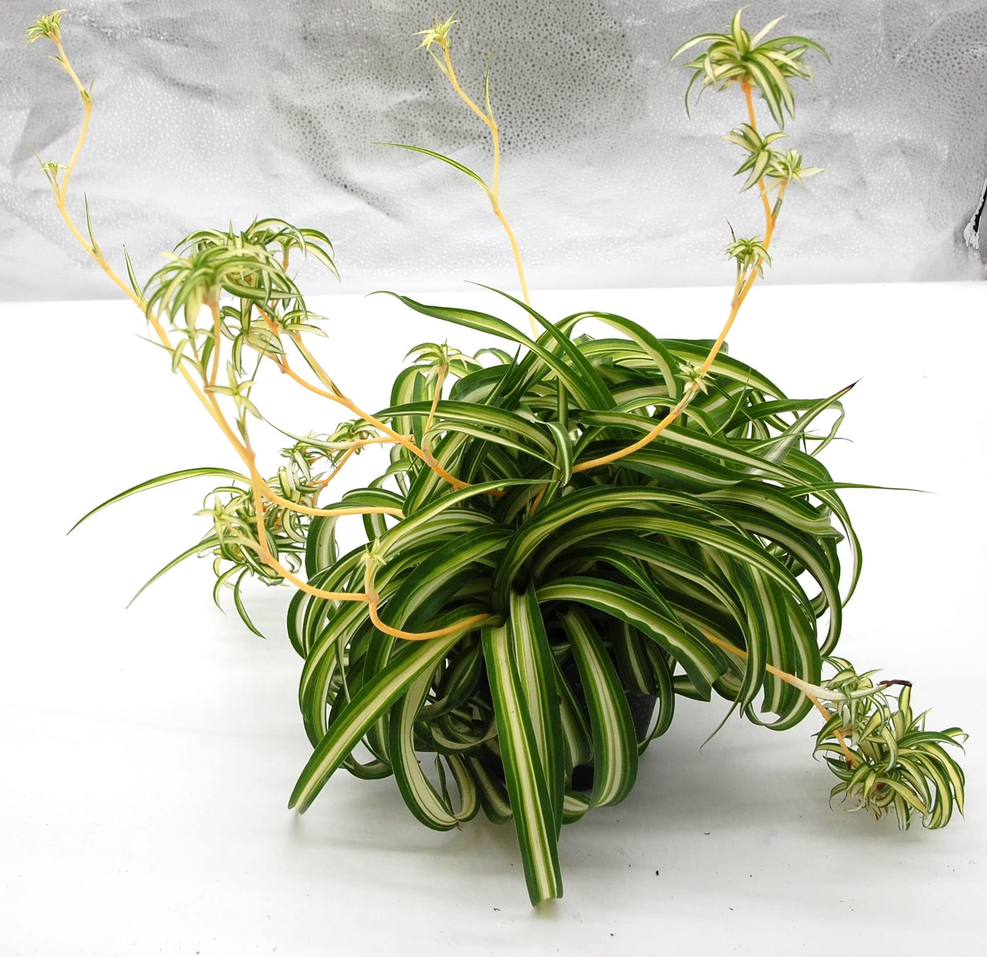Amazon.com : Bonnie Curly Spider Plant - 6'' Pot Fully Grown with ...