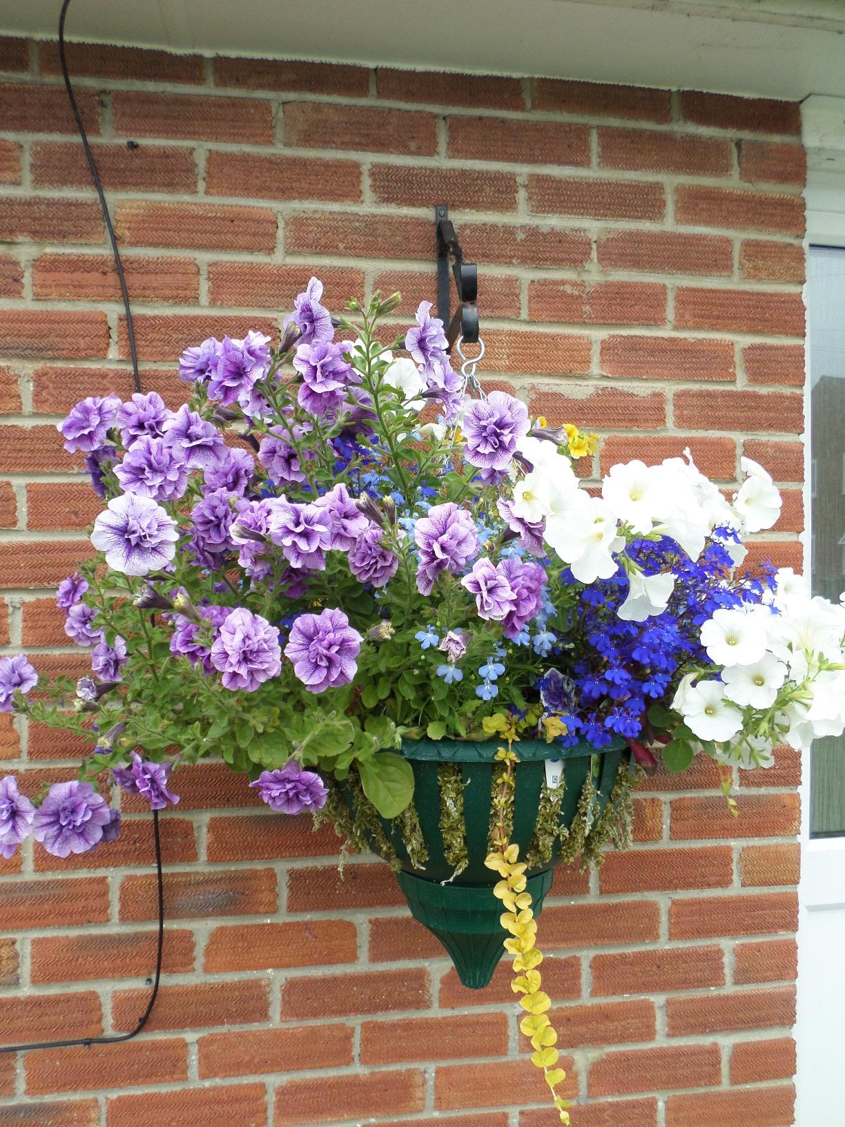 Garland Pair of Small Aqua Lock Hanging Basket - Black : Amazon.co.uk ...