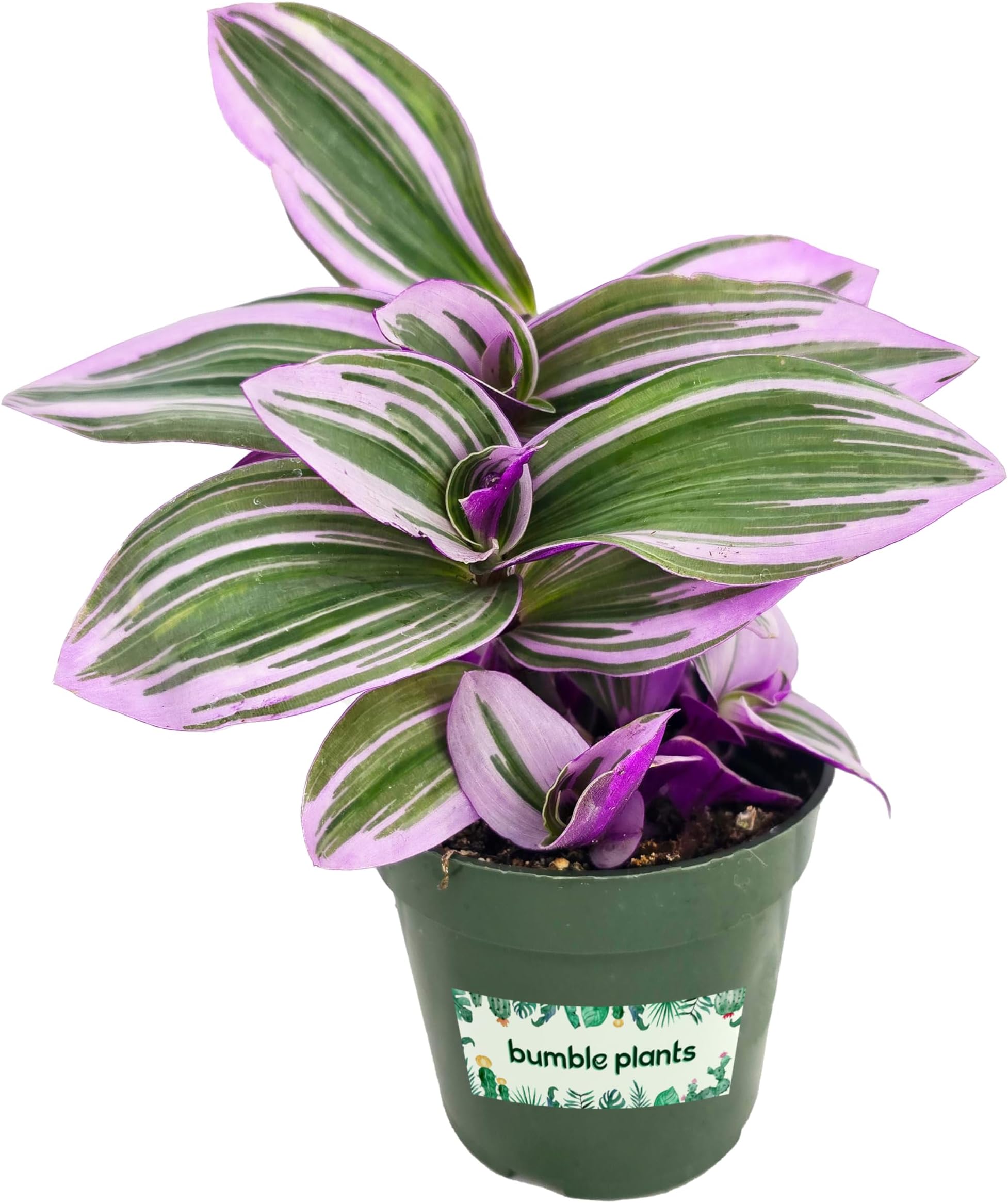 Amazon.com : Purple Wandering Jew - Easy to Grow House Plant - Inch ...