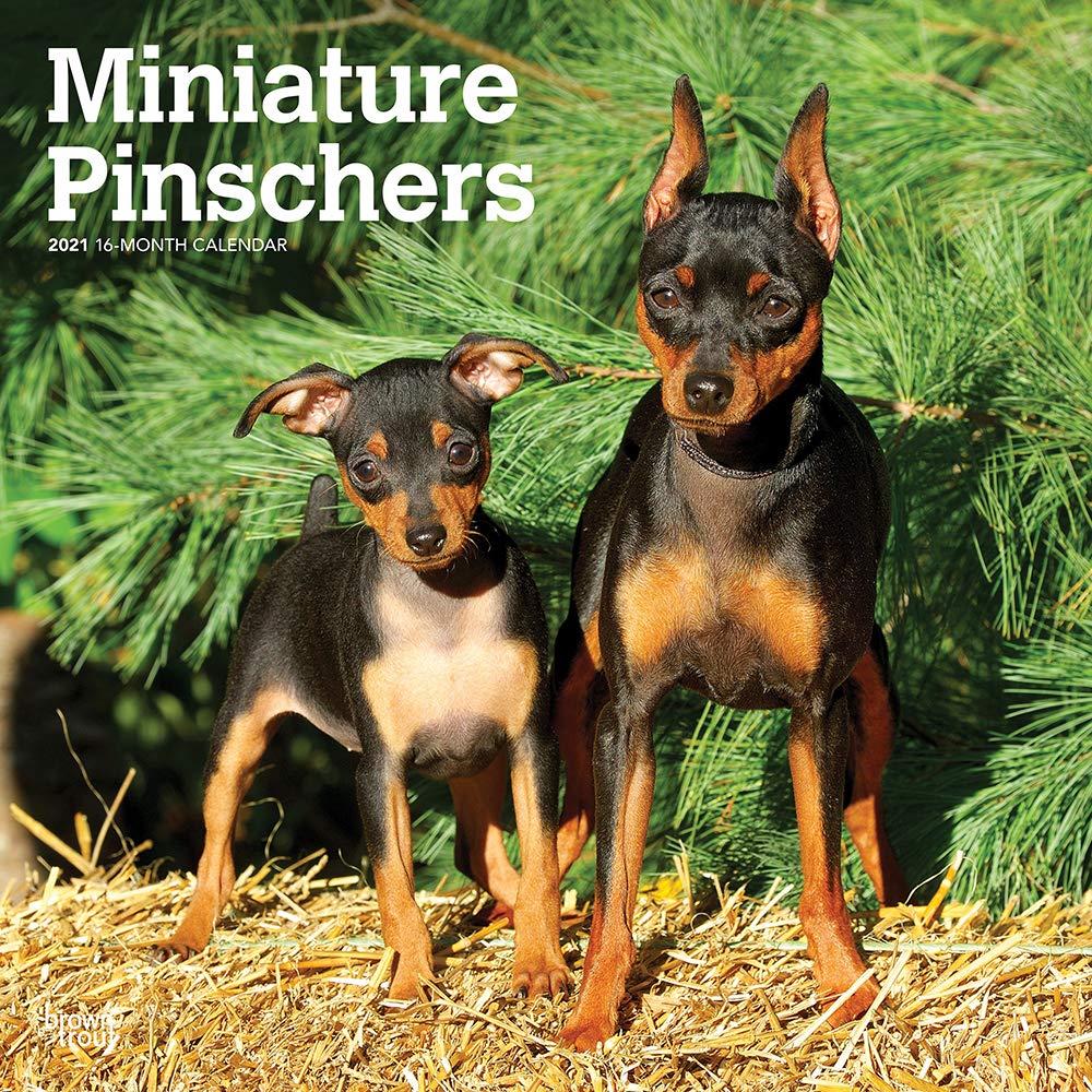 Are Miniature Pinschers Smart Dogs