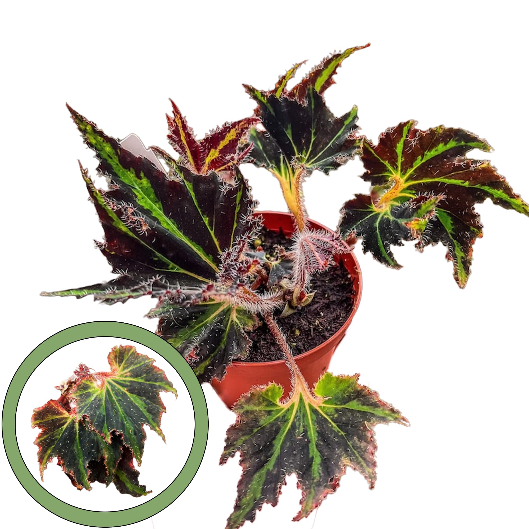 Amazon.com : Begonia Comores Starter Plant : Patio, Lawn & Garden