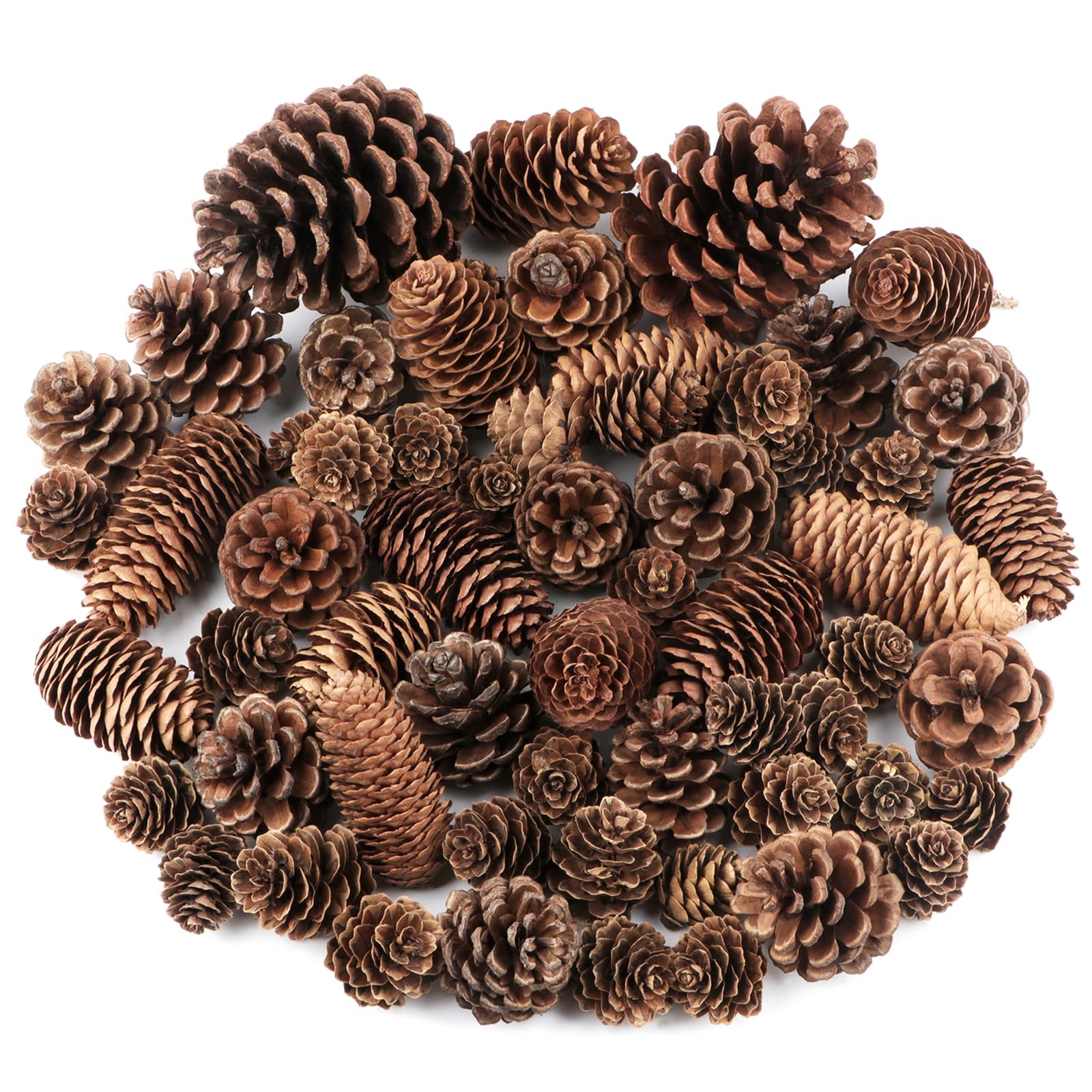Amazon.com: TaoQ C 60 PCS Pine Cones Decorations, Natural Pine Cones ...