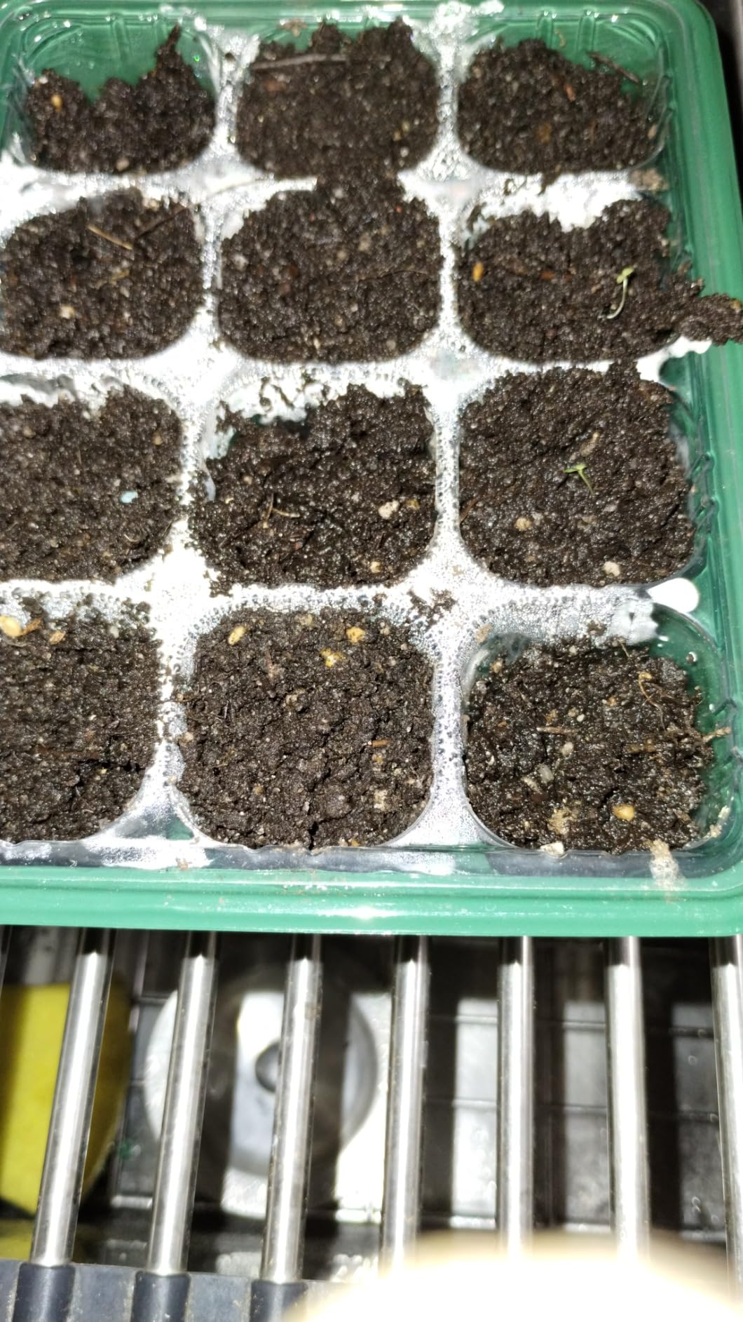 Amazon.com : 500 Dwarf Red Robin Tomato Seeds Heirloom Non-GMO, Sweet ...