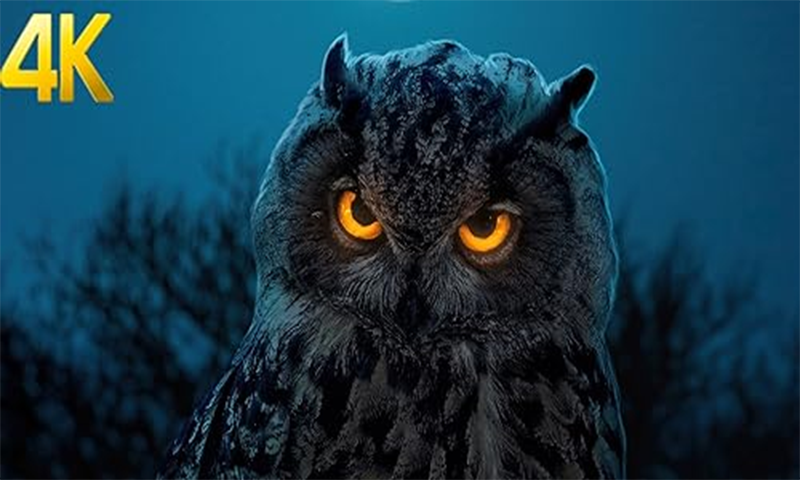 Owl Wallpaper Digital
