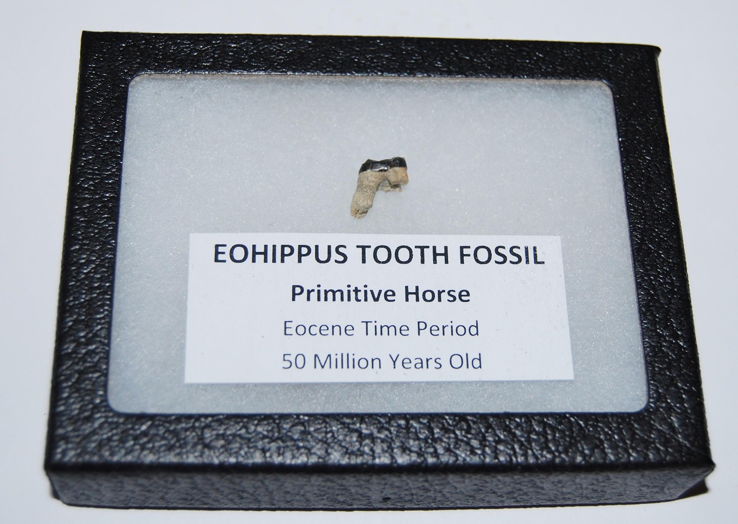 Hyracotherium Teeth