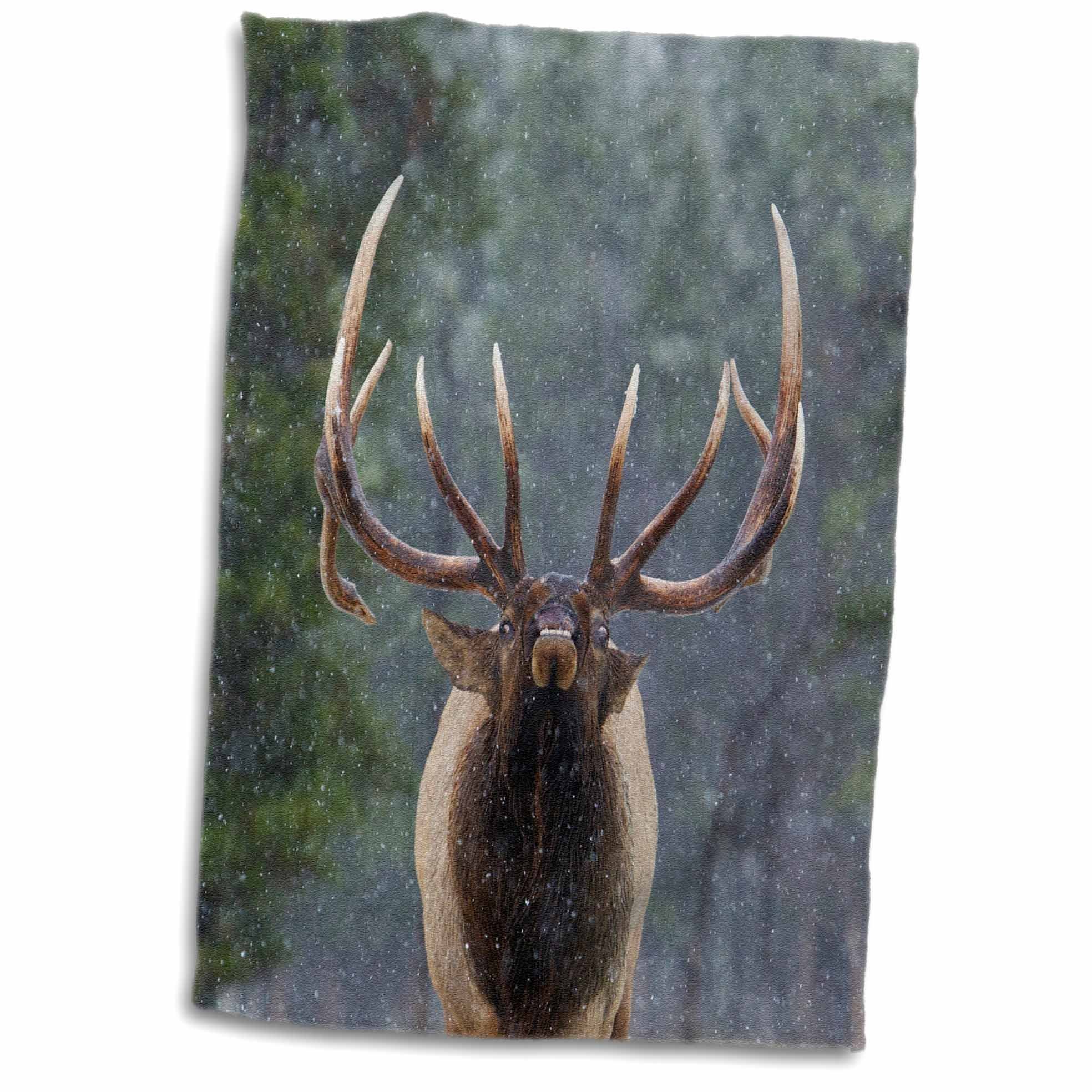Bull Elk Face