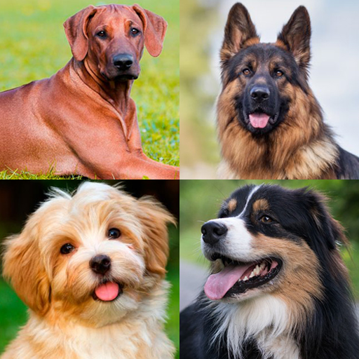 Dogs Matching Game - App on Amazon Appstore