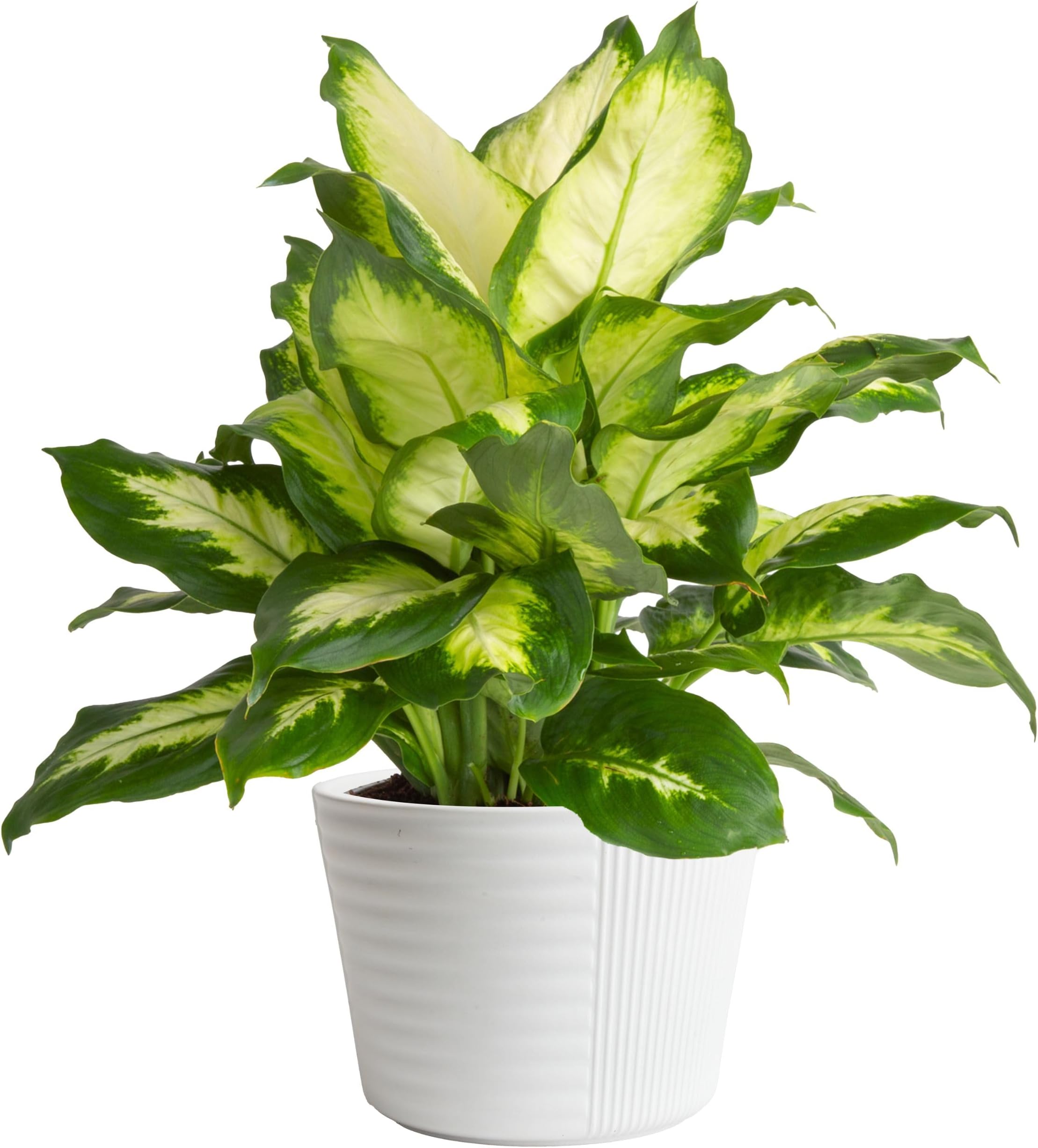 Amazon.com : Janet Craig Dragon Tree - Dracaena fragrans - 4" Pot ...