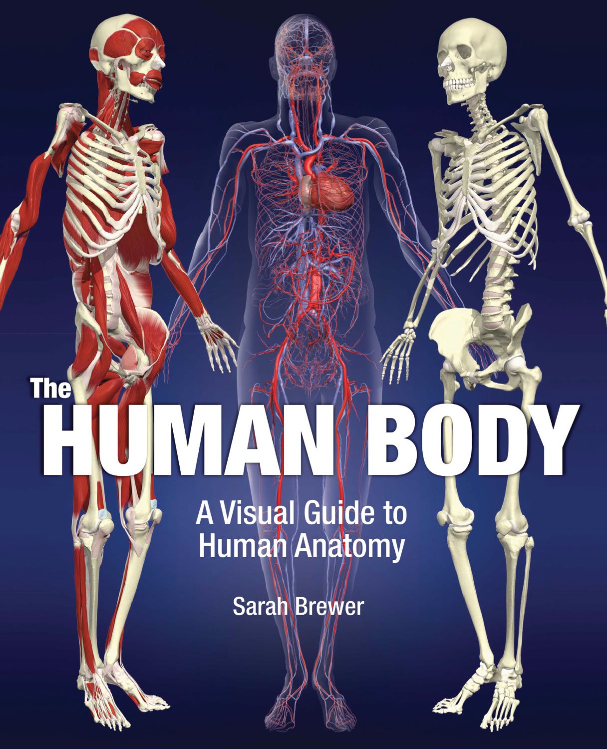 Buy The Human Body: A Visual Guide to Human Anatomy Online at ...