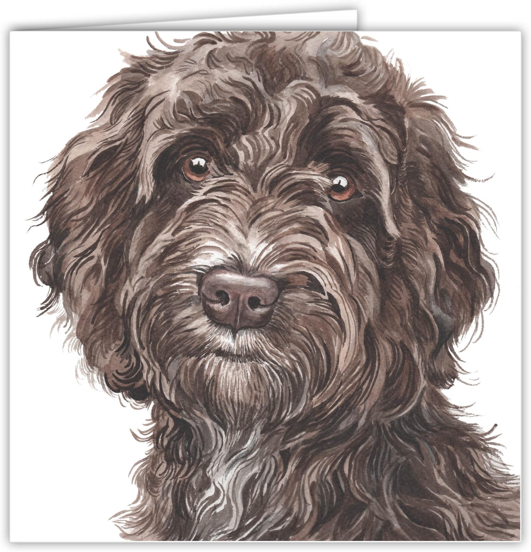 Cockapoo Dog Art Card/Greetings Card (AC-209) : Amazon.co.uk ...
