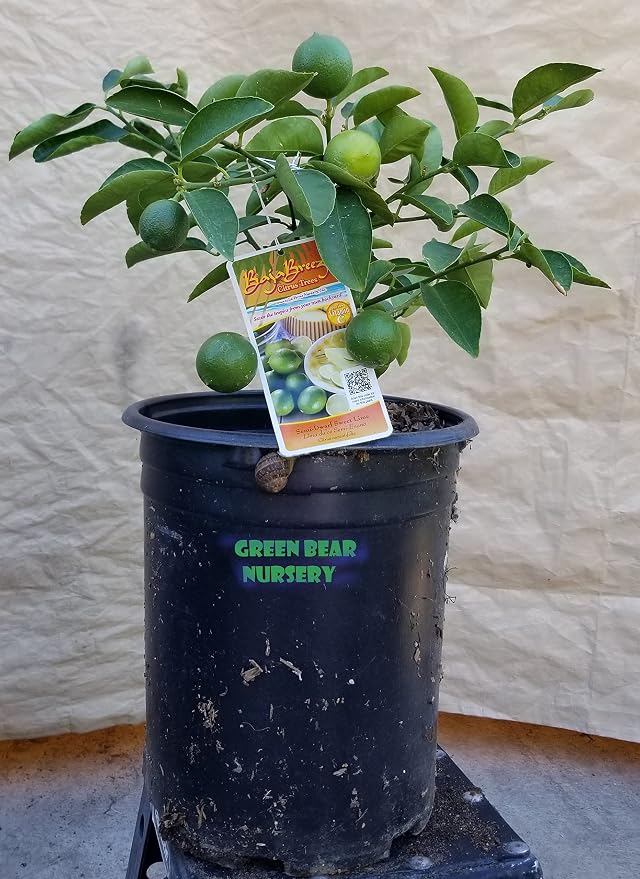 Amazon.com : Indian Sweet Lime, Palestinian Lime, Lima Dulce, 1FT- 2FT ...