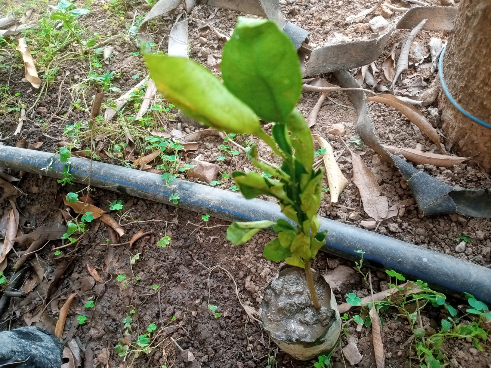 Platone's Live Red Chakotra/Pomelo Fruit Plant - Healthy Fruit Plant ...