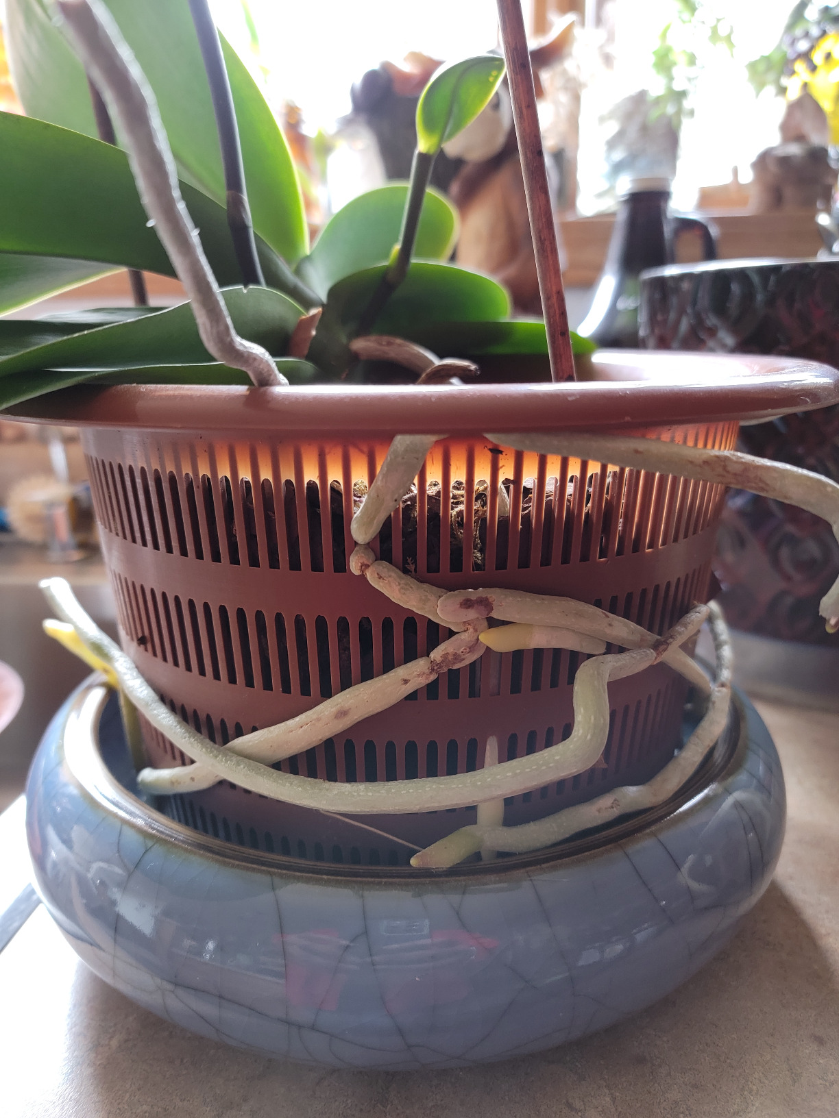 Amazon.com: Flower Orchid Plant Mesh Net Pots Double Round Root ...