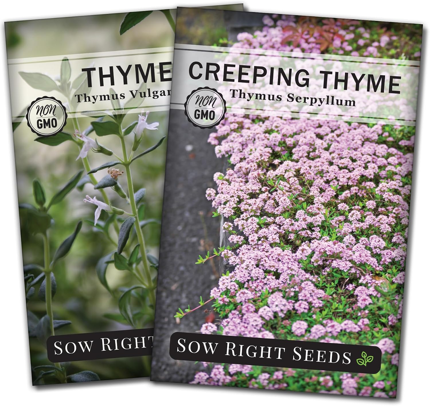 Amazon.com : Sow Right Seeds - Thyme Seed Collection for Planting ...