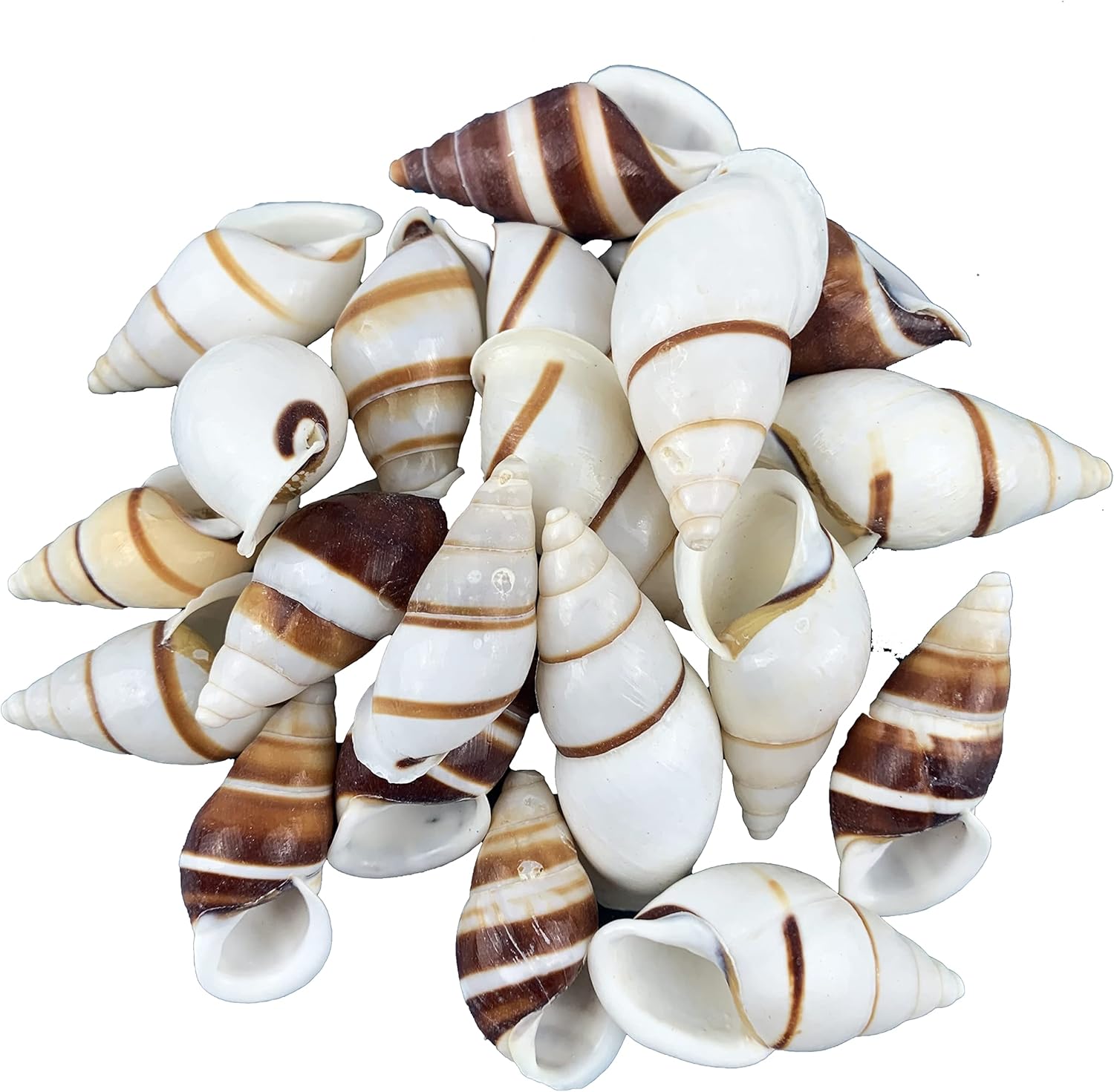 Amazon.com: Heyiwell 20PC Snail Seashells,Partuloives Land Snail Shells ...