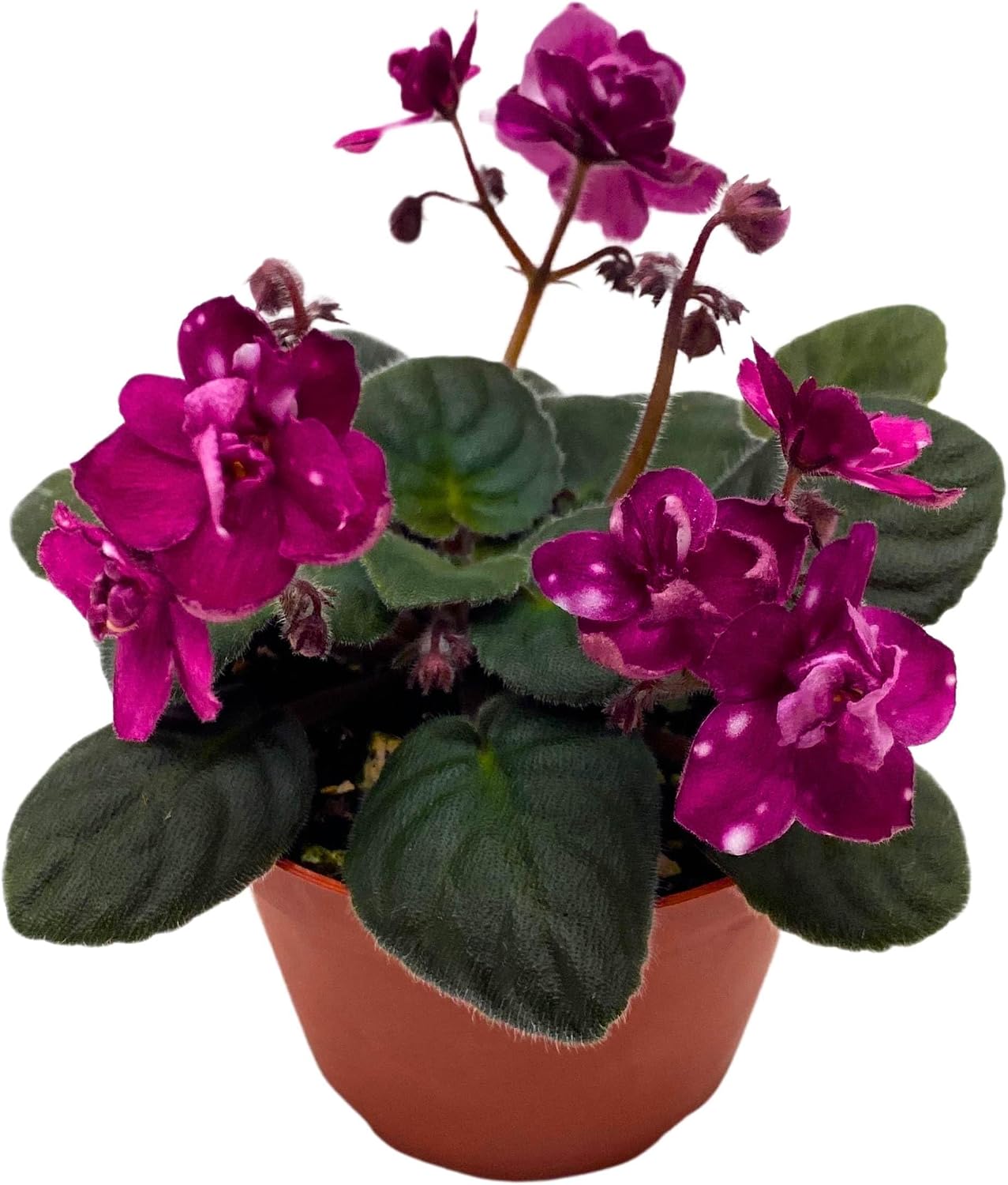 Amazon.com : Harmony Foliage Hunter's Fire and Ice African Violet ...