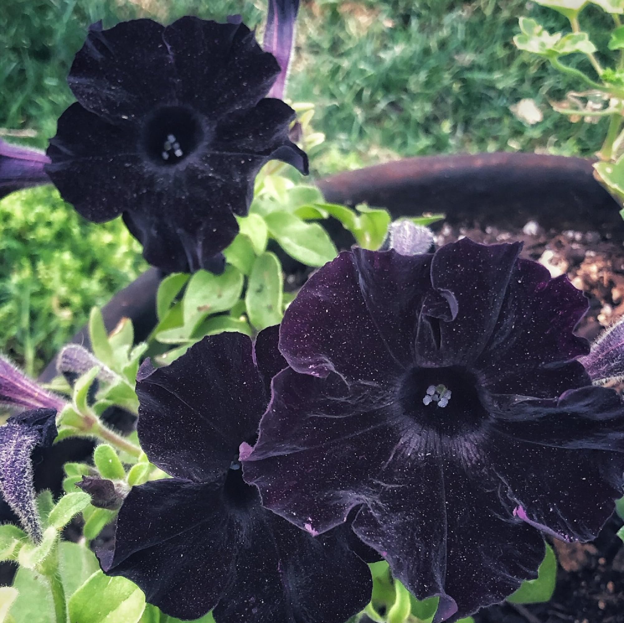 Petunia De Terciopelo Negro