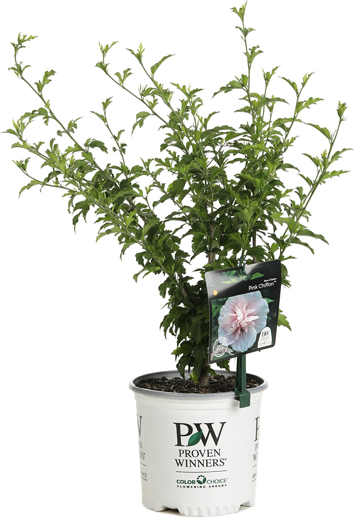 Amazon.com : Proven Winners Proud Berry Coralberry (Symphoricarpos sp ...