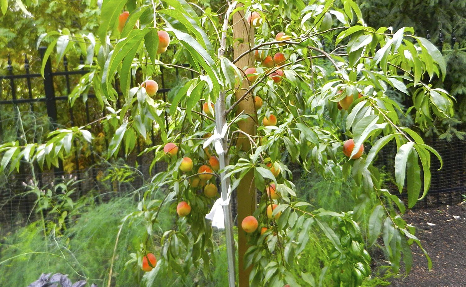 Amazon.com : EZ Growing Plants 4 in 1 Peach Cocktail Tree Live Plant ...
