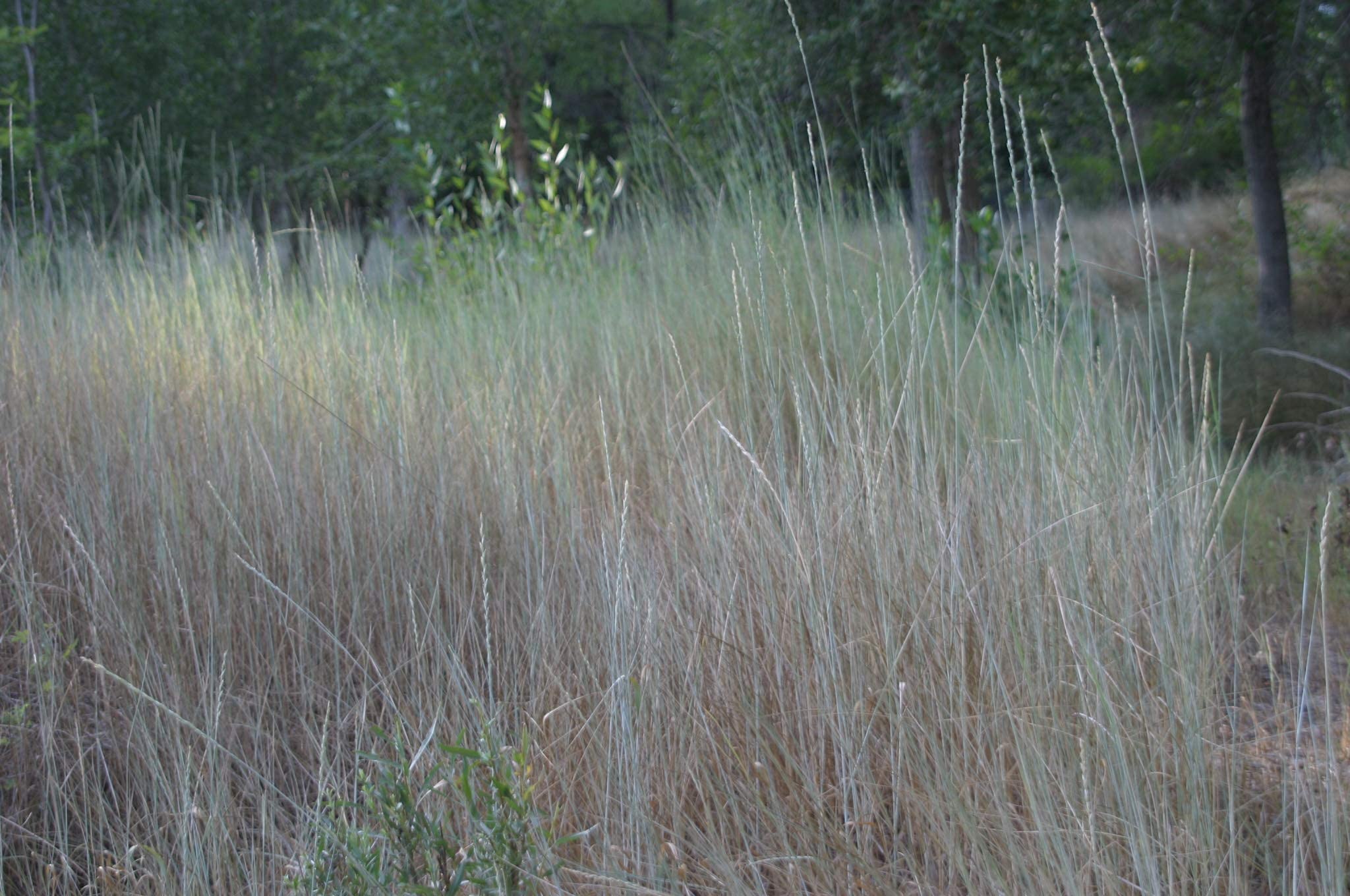 Pubescent Wheatgrass