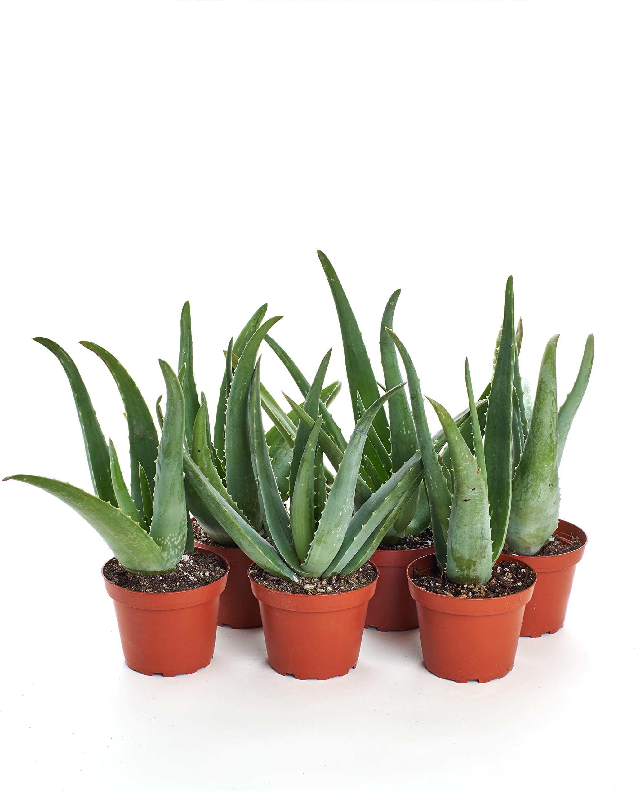 Amazon.com : Live Aloe Vera Succulent Aloe Barbadensis Aloe 8"-12" Tall ...