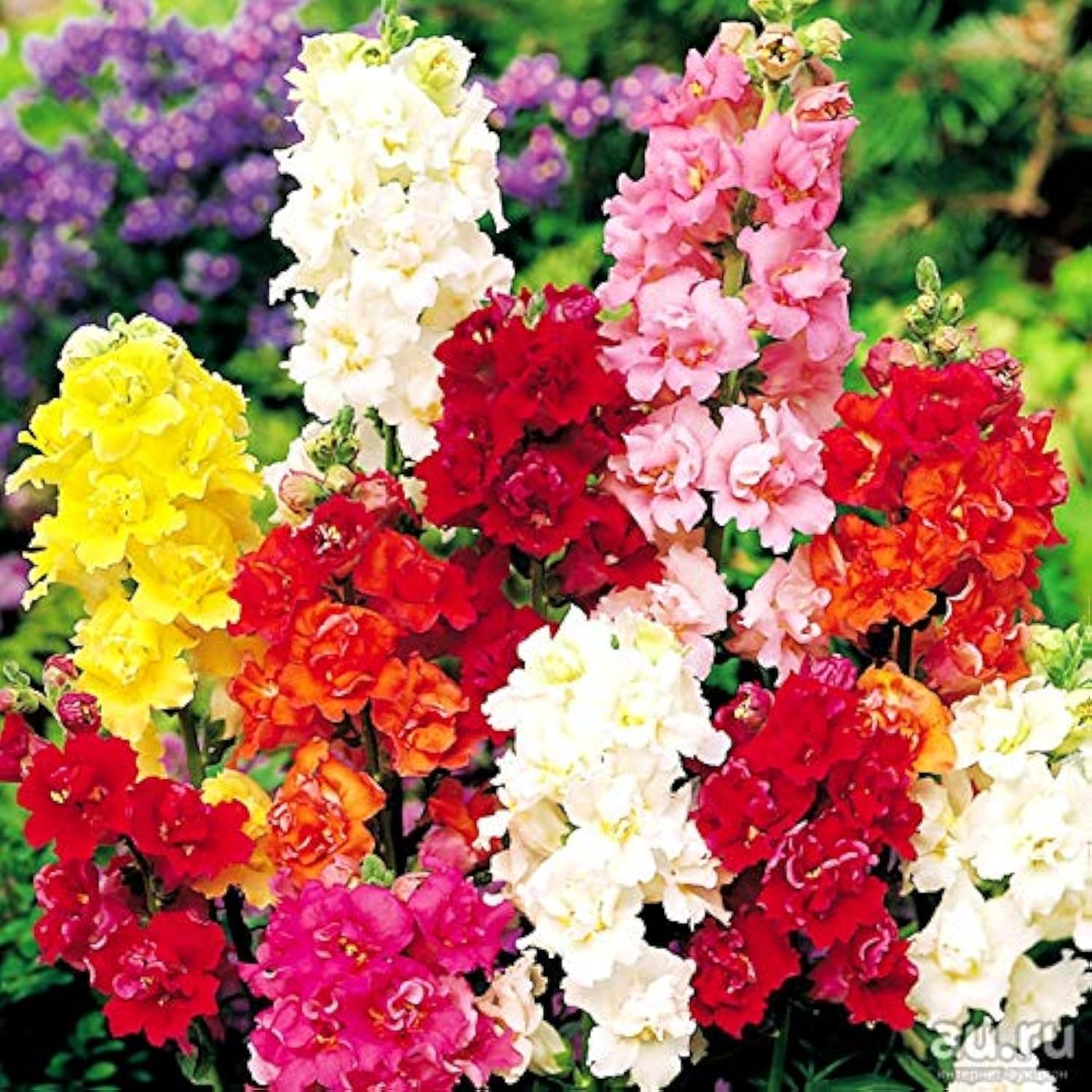 Amazon.com : Dwarf Snapdragon Seed Mix 1000+ Seeds for Planting Indoors ...