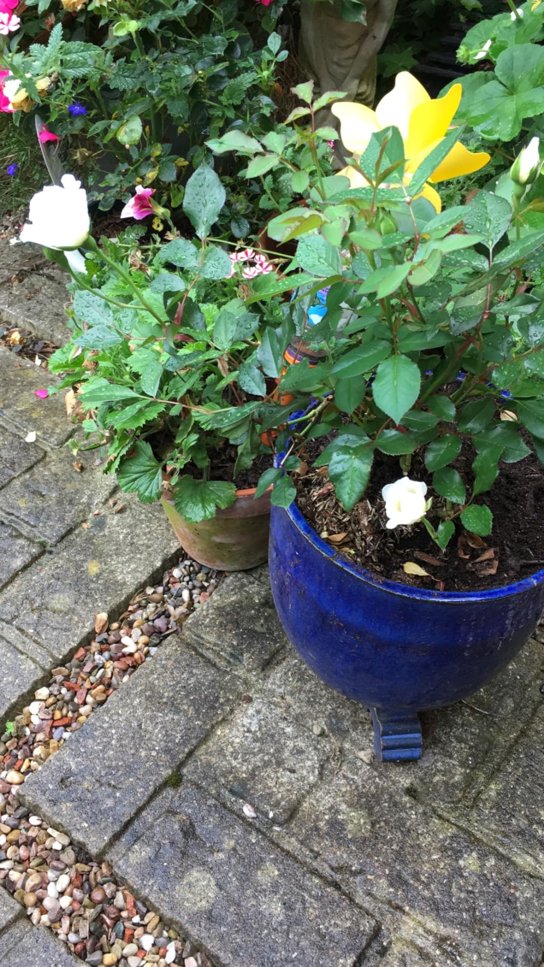 Diamond Wedding Rose - 60th Wedding Anniversary - Help Celebrate a ...