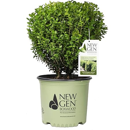 Amazon.com : Live plant from Green Promise Farms Buxus NewGen Freedom ...