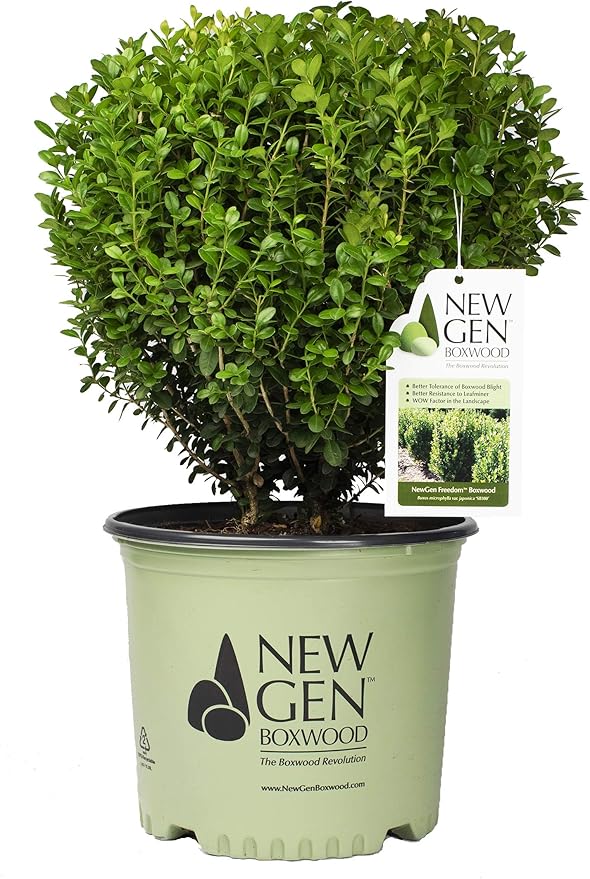 Amazon.com : Live plant from Green Promise Farms Buxus NewGen Freedom ...