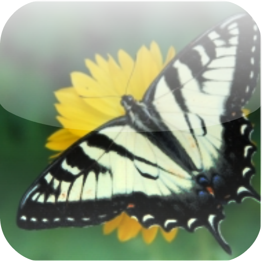 Butterfly Match Game Free - App on Amazon Appstore