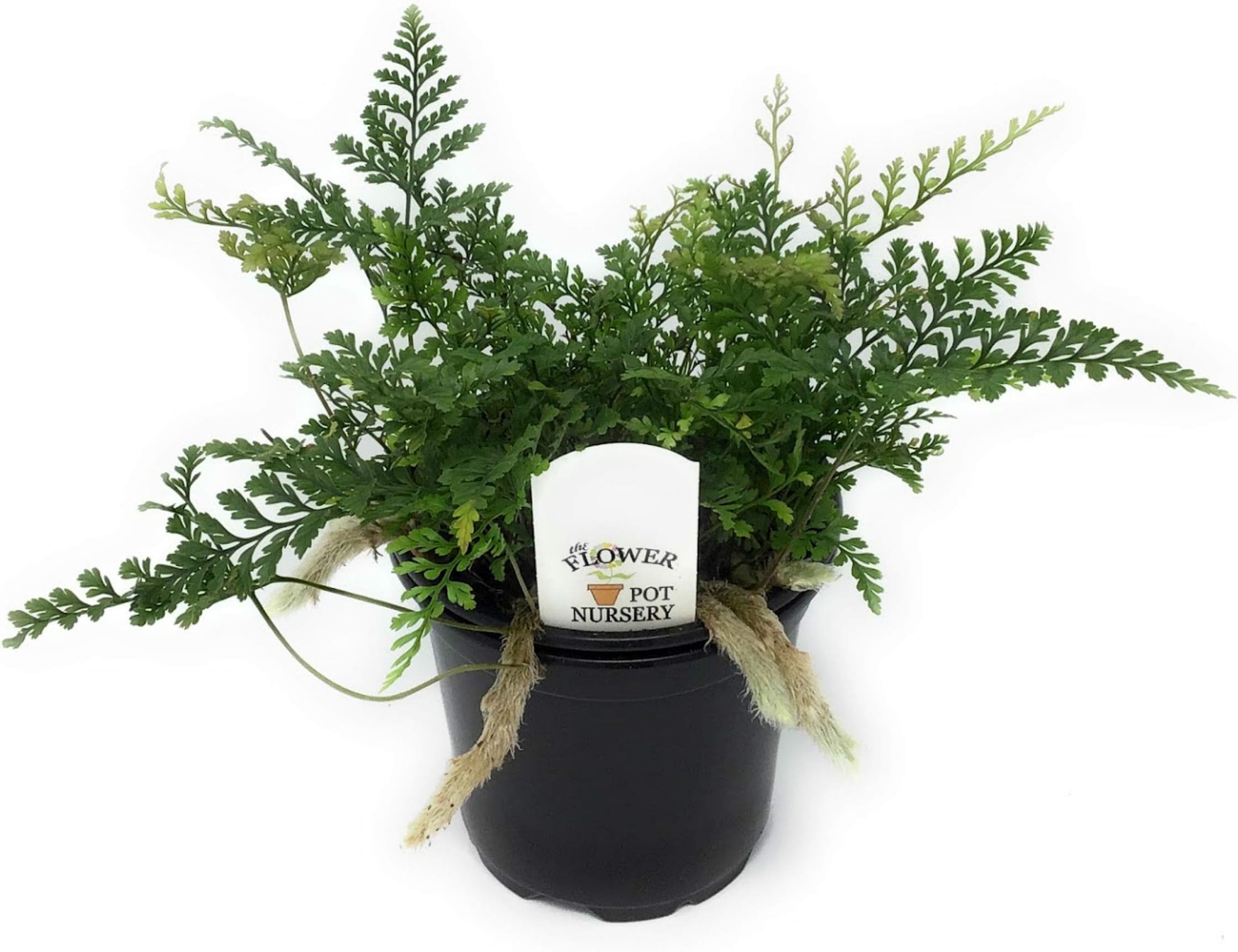 Amazon.com : FlowerPotNursery White Rabbit's Foot Fern Davallia (Humata ...