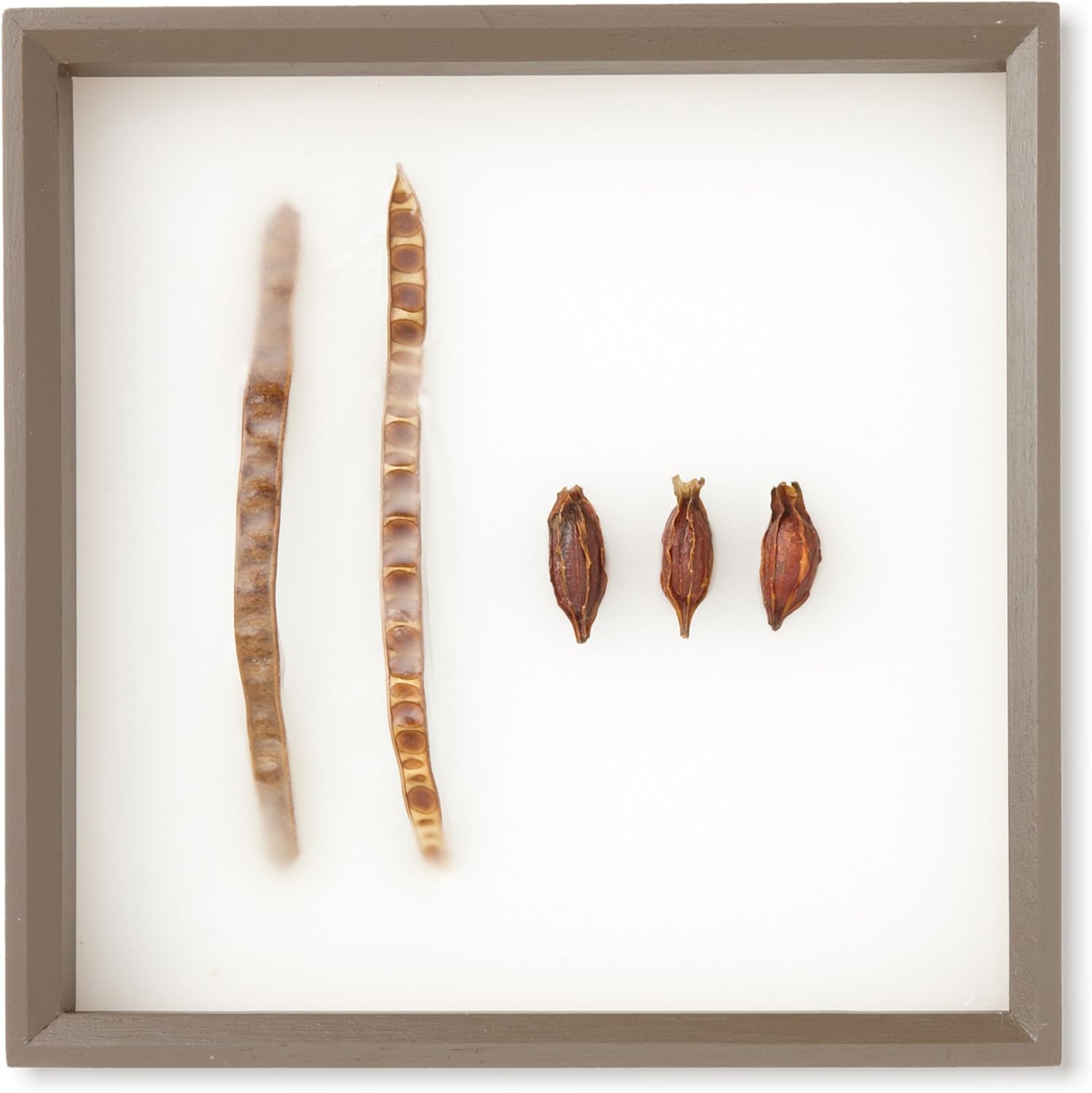 Amazon.com: Vance Kitira Botanical Wall Decor, Tea Pod/Grain : Home ...