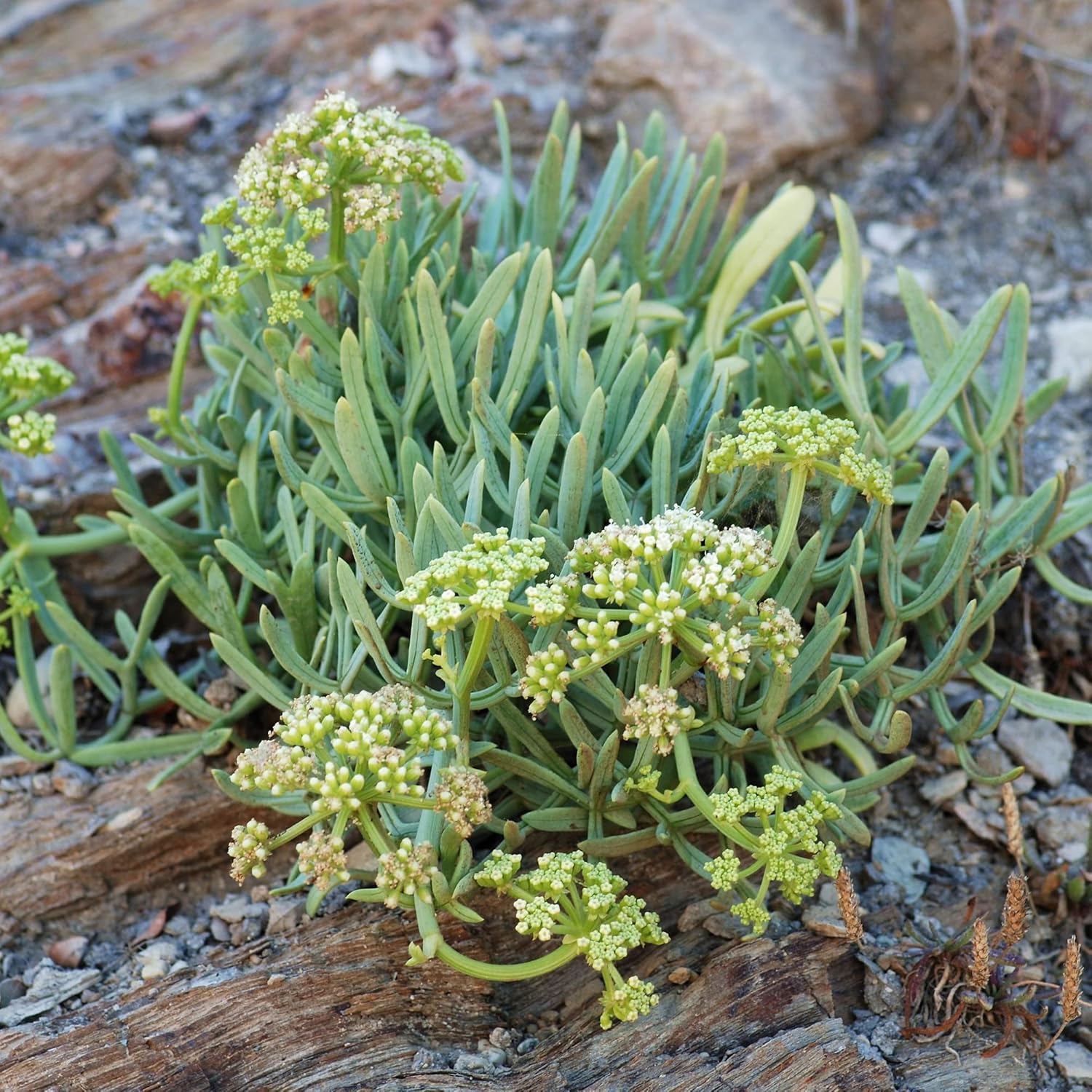 Amazon.com : Samphire Seeds Sea Asparagus, Sea Pickle Succulent Plant ...