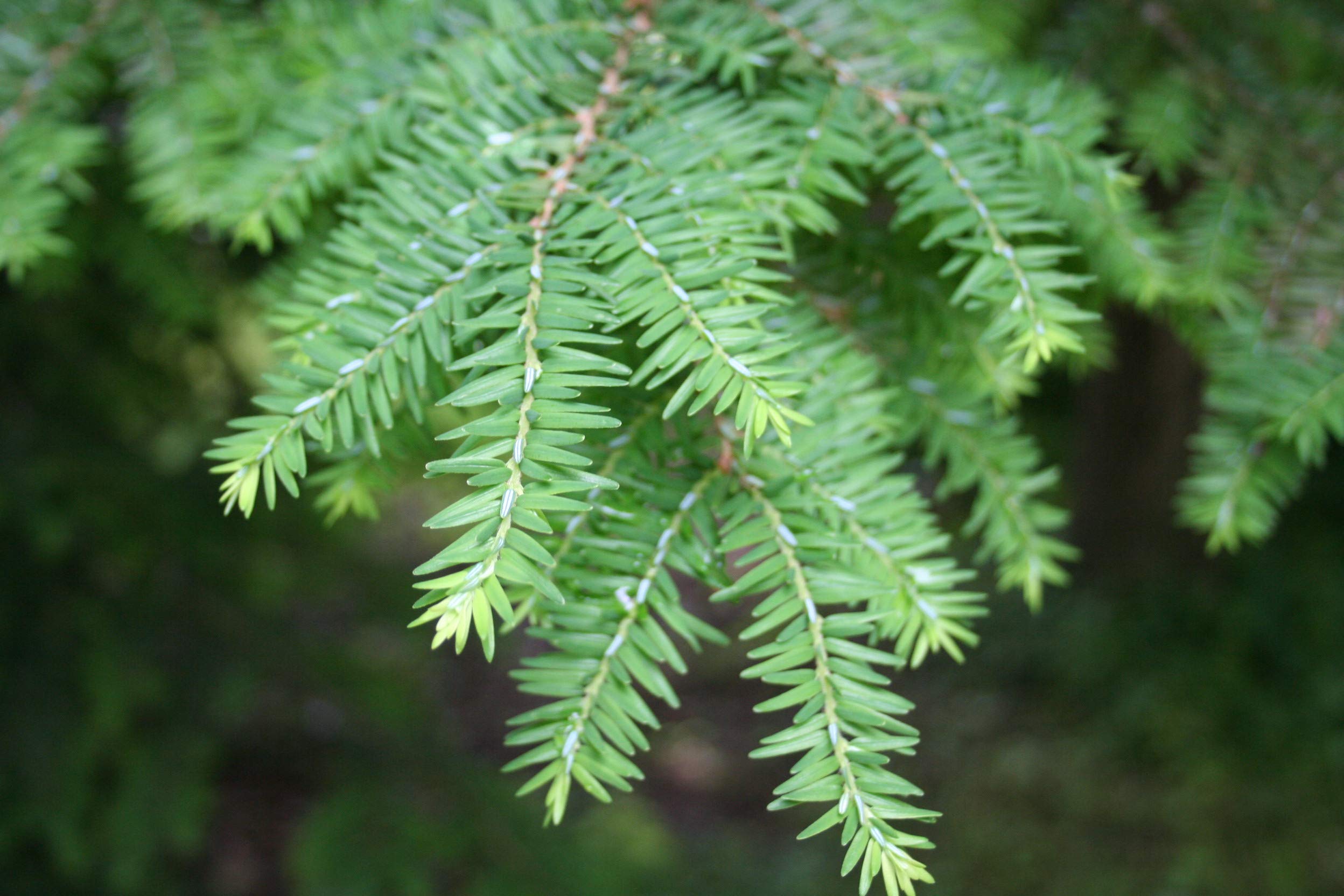 Eastern Hemlock Tree Leaves Eastern Hemlock | Trees Canadensis