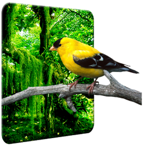 Animals Birds Wallpapers