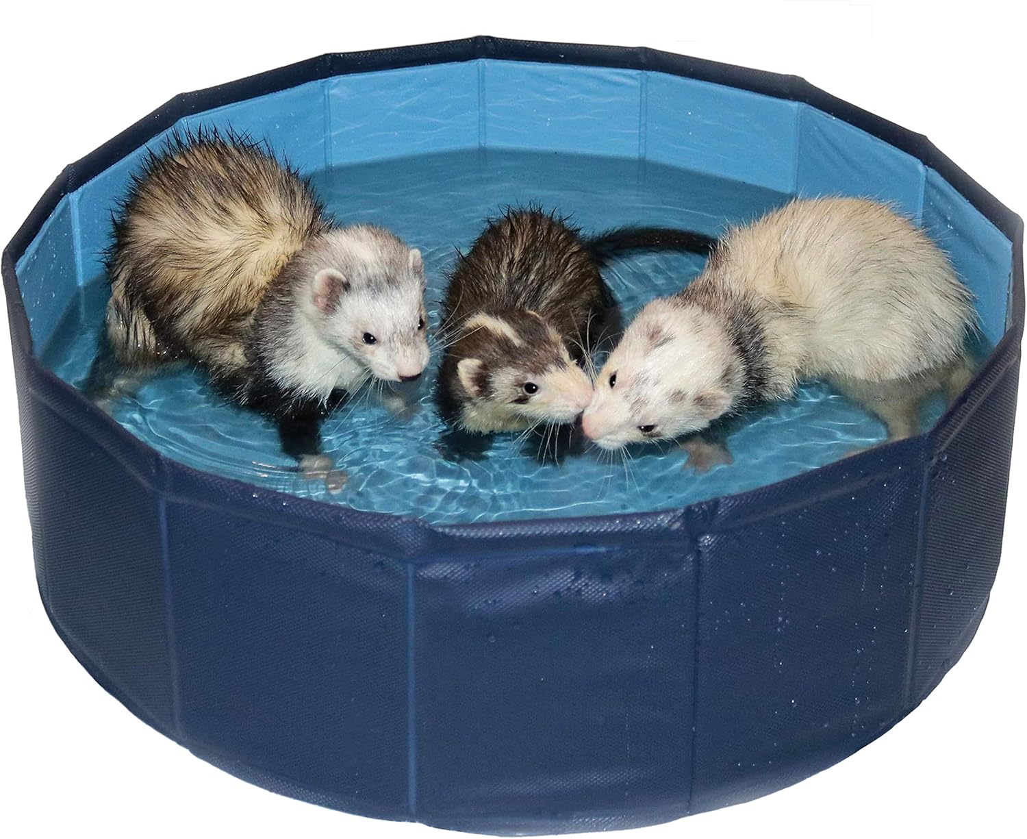 Marshall Pet Products Ferret Swiming Pool : Amazon.ca: Pet Supplies