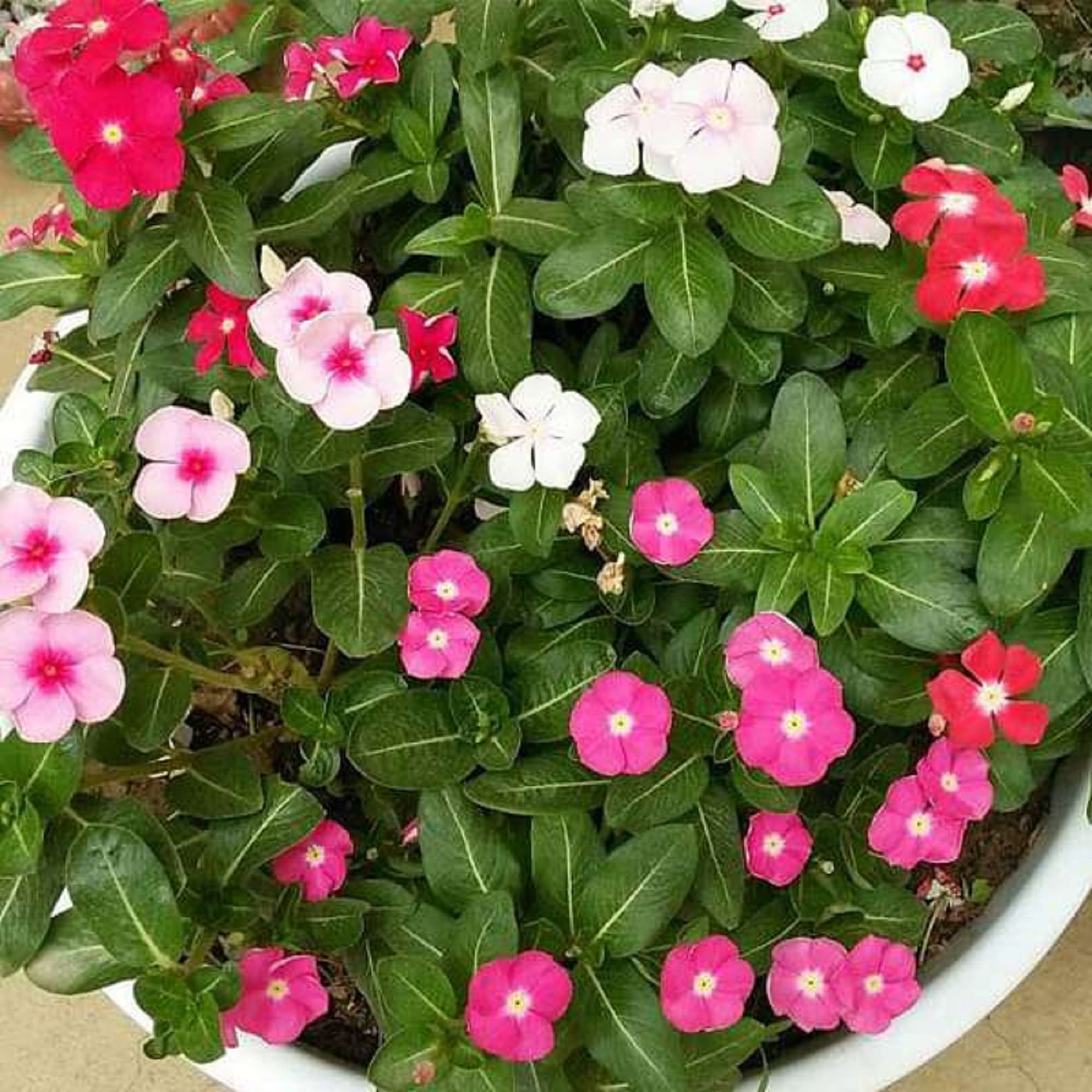 Vinca Rosea