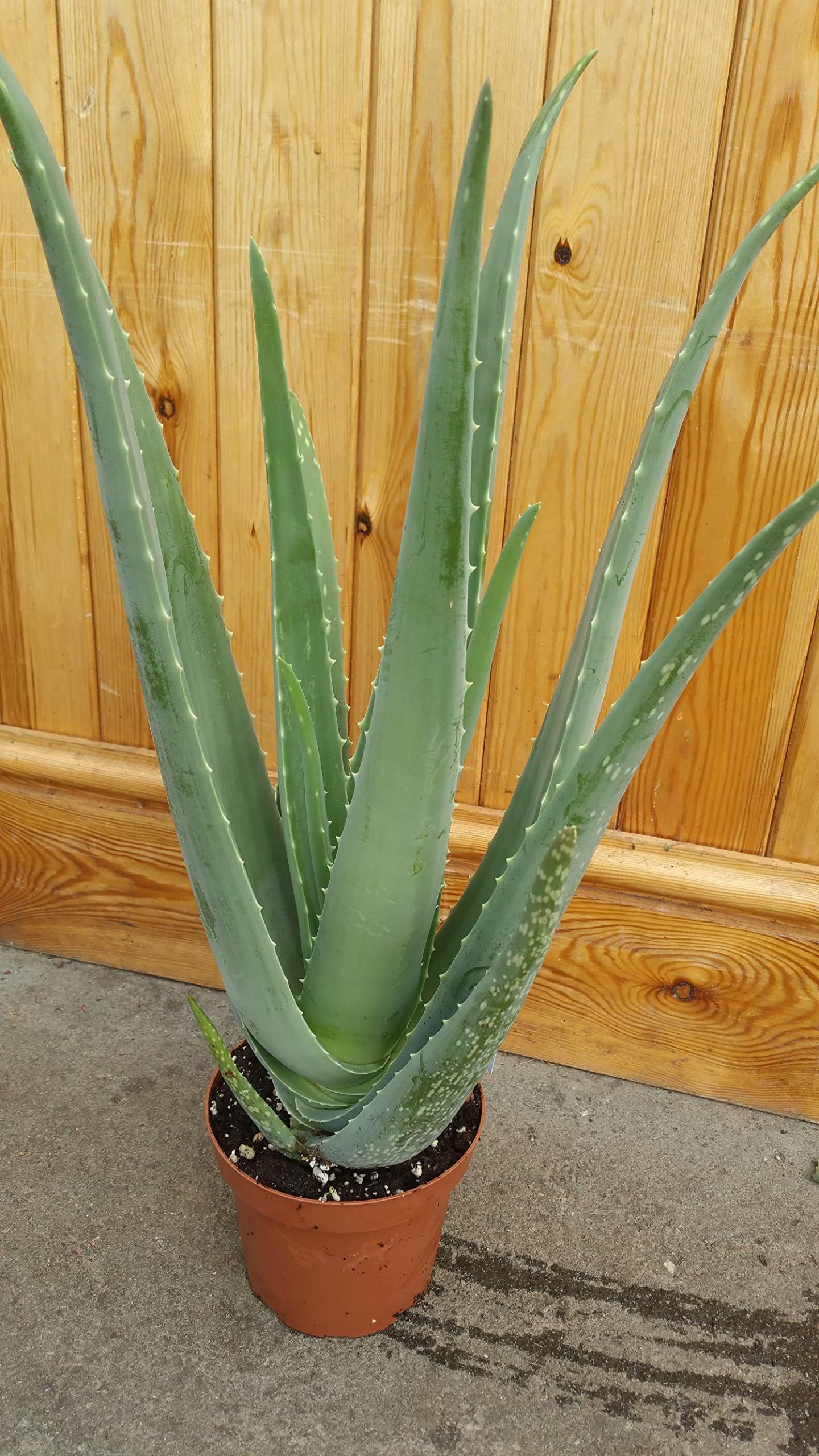 Aloe Vera - Approx. 3 Years Old - 12cm Pot : Amazon.co.uk: Garden