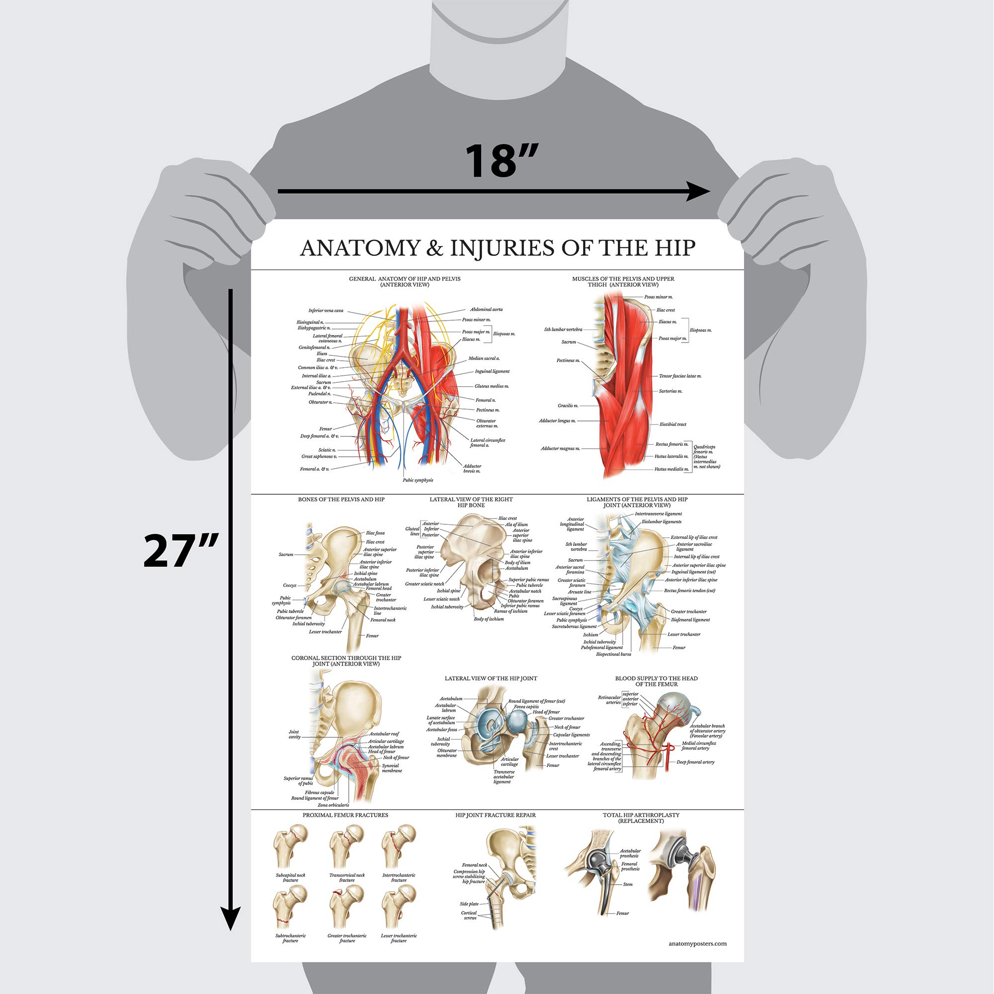 Laminated Anatomy and Injuries of The Hip Poster - Hip Joint Anatomical ...