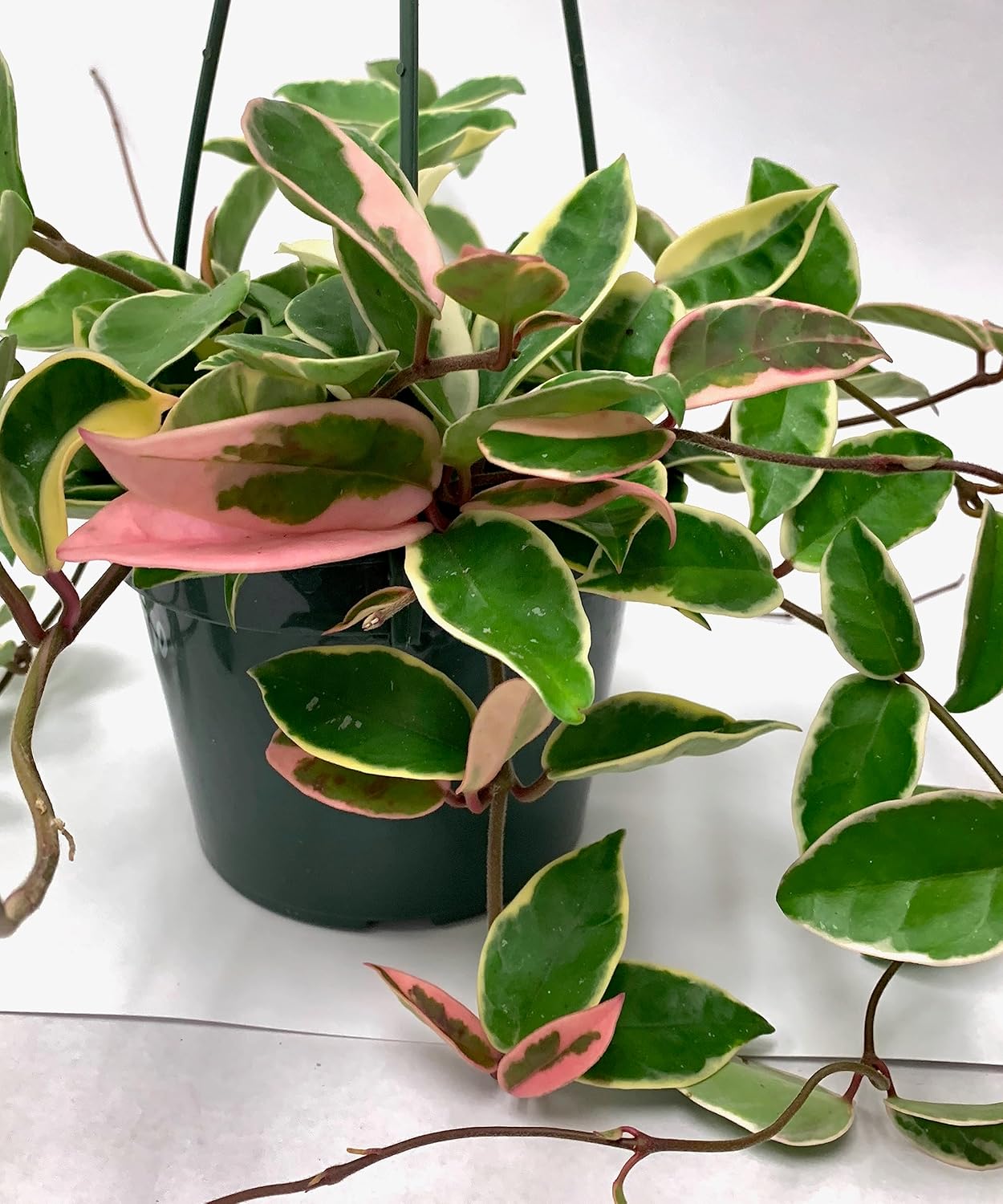 Amazon.com : Tricolor Hoya Krimson Queen, Hoya Carnosa Variegata, Live ...