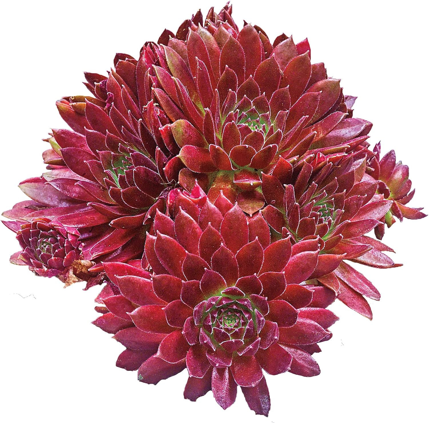 Amazon.com : Red Rubin Hens and Chicks Dormant Bare Root Perennial ...