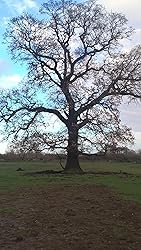 Survivors: True Stories of Children in the Holocaust : Zullo, Allan ...