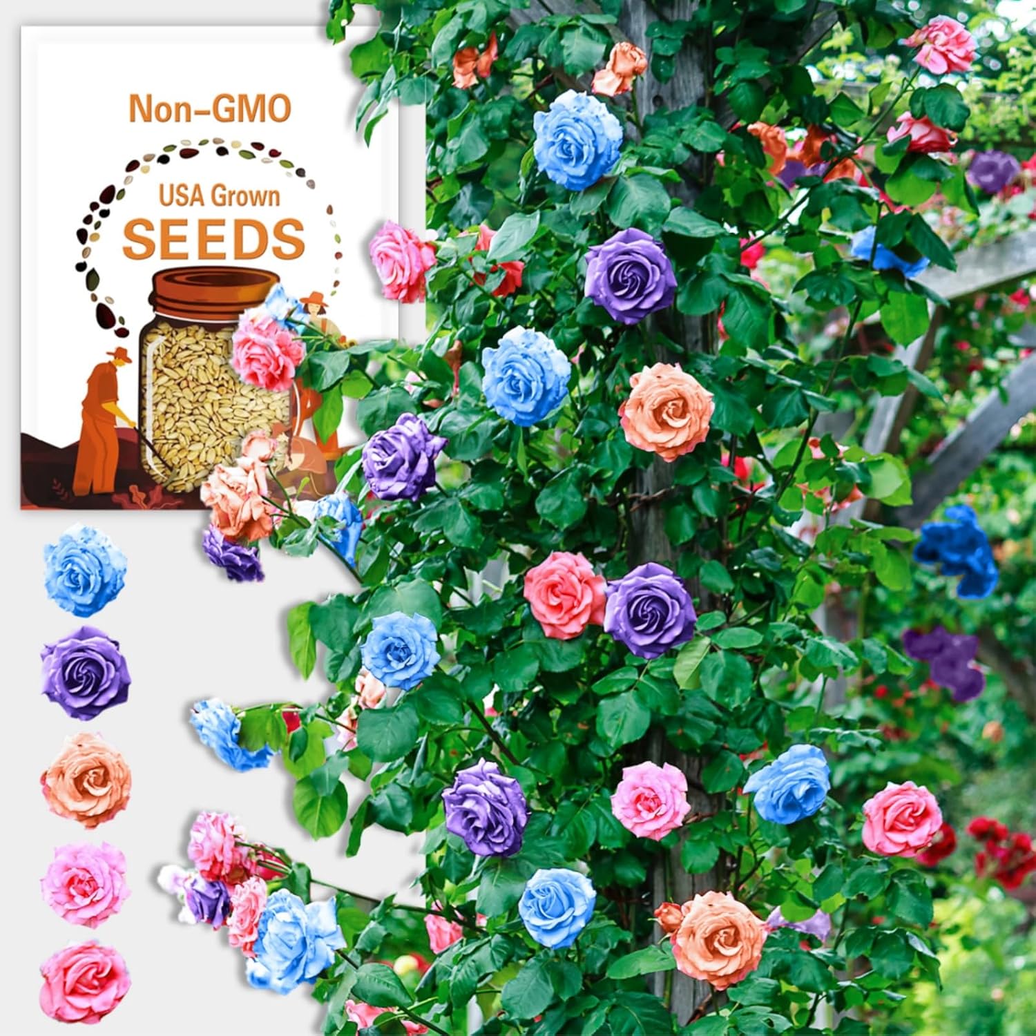 Amazon.com : Mix Climbing Rose Seeds for Planting, 400+pcs Rosa Bush ...