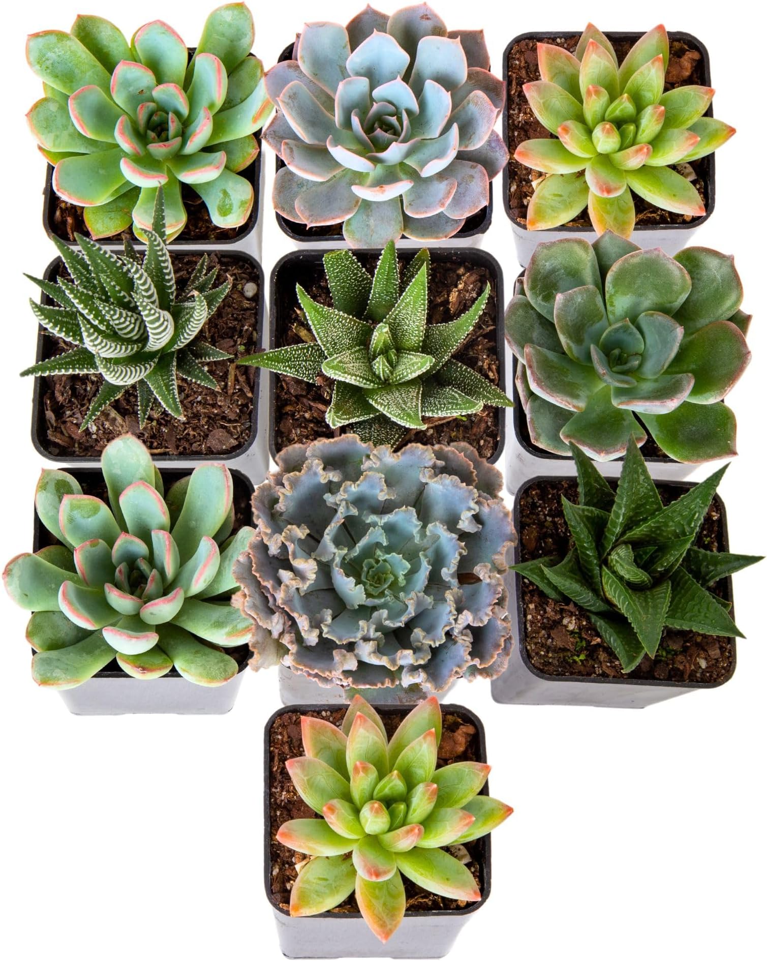 Amazon.com: Hallmark Flowers Succulent Garden In 10-Inch Wood Trough ...
