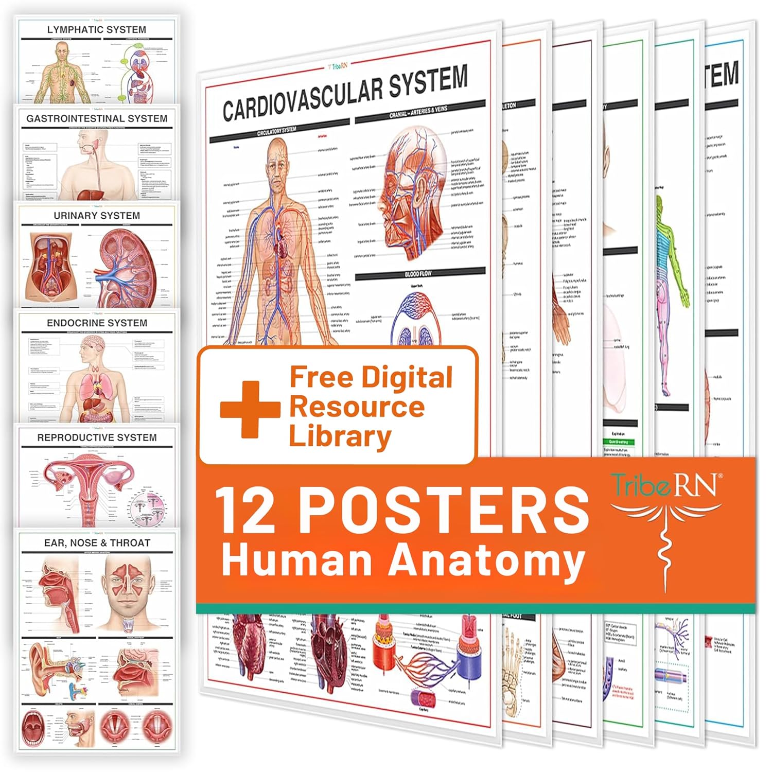 Human Anatomy Posters for Medical Students – 12 Laminated Wall Charts ...