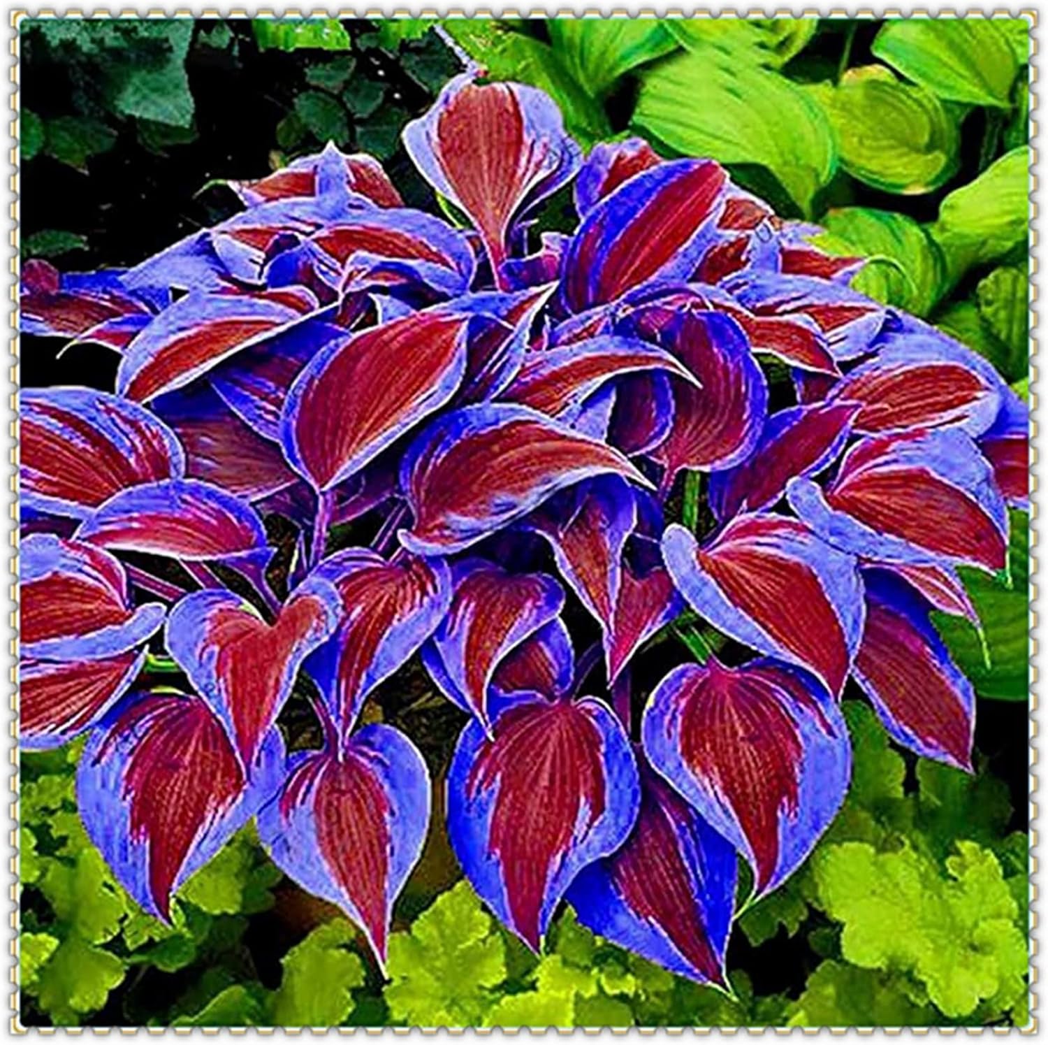 Hosta-Zwiebeln Winterhart Mehrjährig Gartendekoration Seltene Pflanzen ...