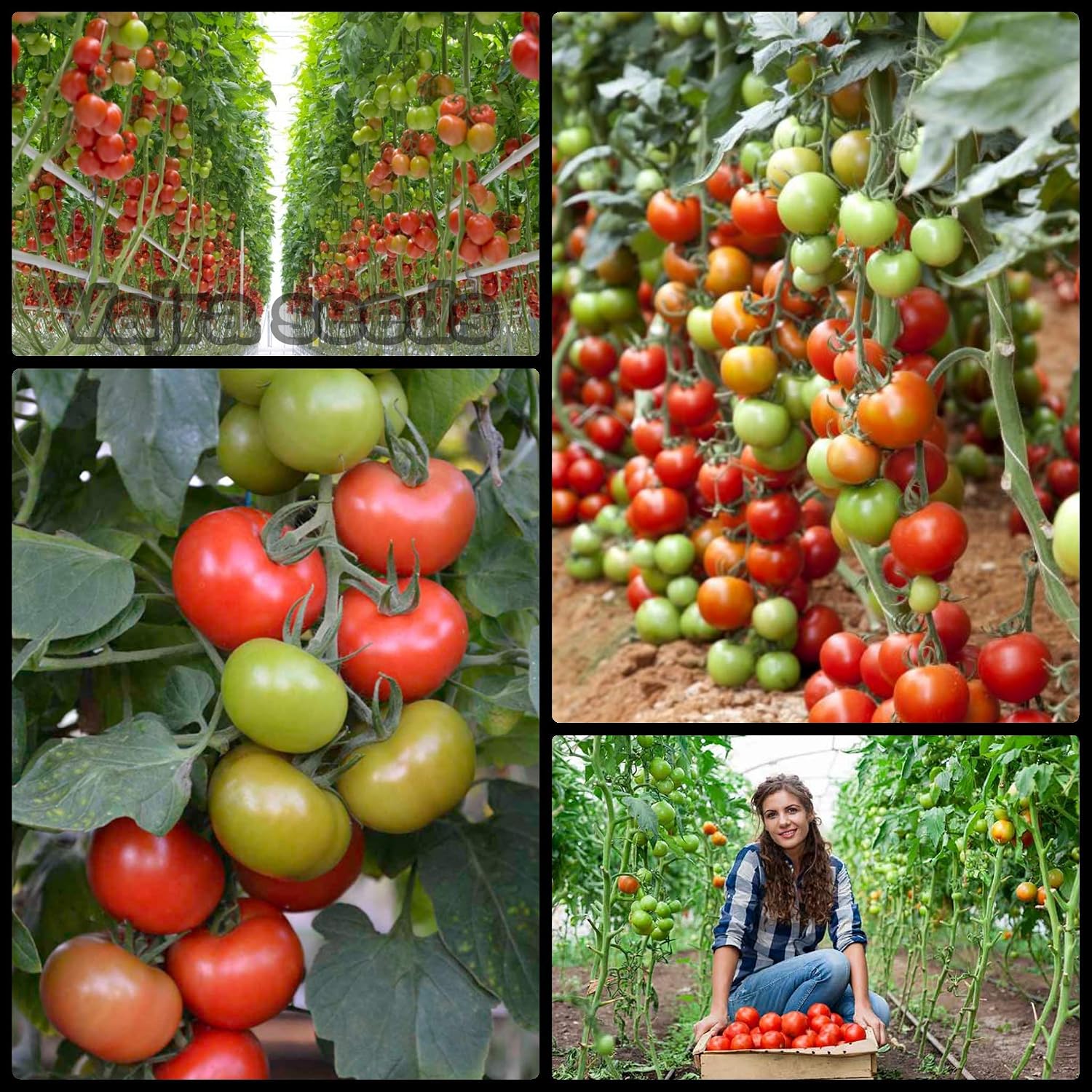 Tomato seeds Italian Daniela F1 hybrid variety vegetable 50 seeds ...
