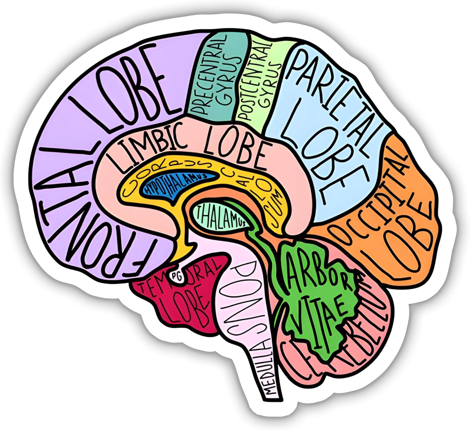 Amazon.com - Milleyz Labeled Brain Diagram Sticker Hand-Drawn Anatomy ...