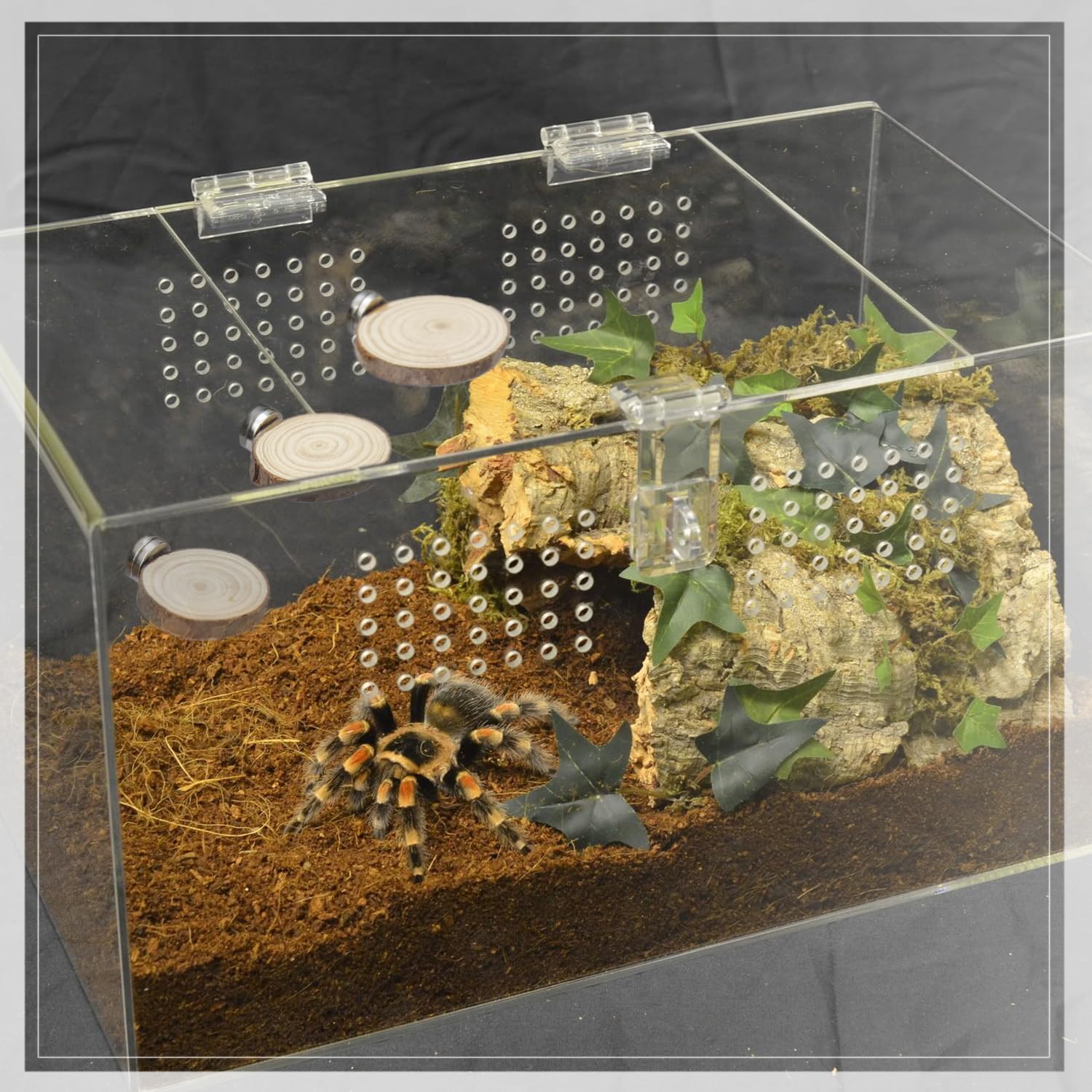 Tarantula Shelter