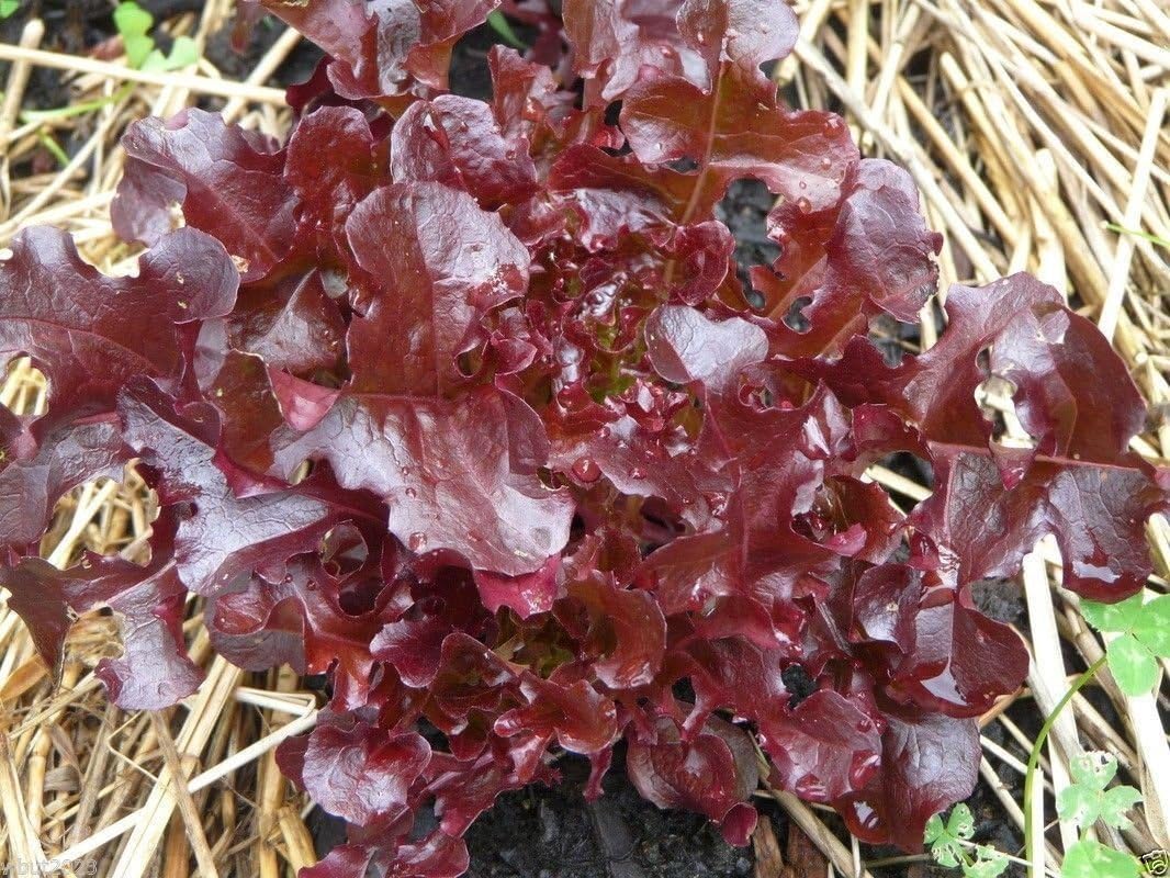 Amazon.com: 1000 Seeds of Salad Bowl ( Ruby) Leaf Lettuce, Organic Non ...
